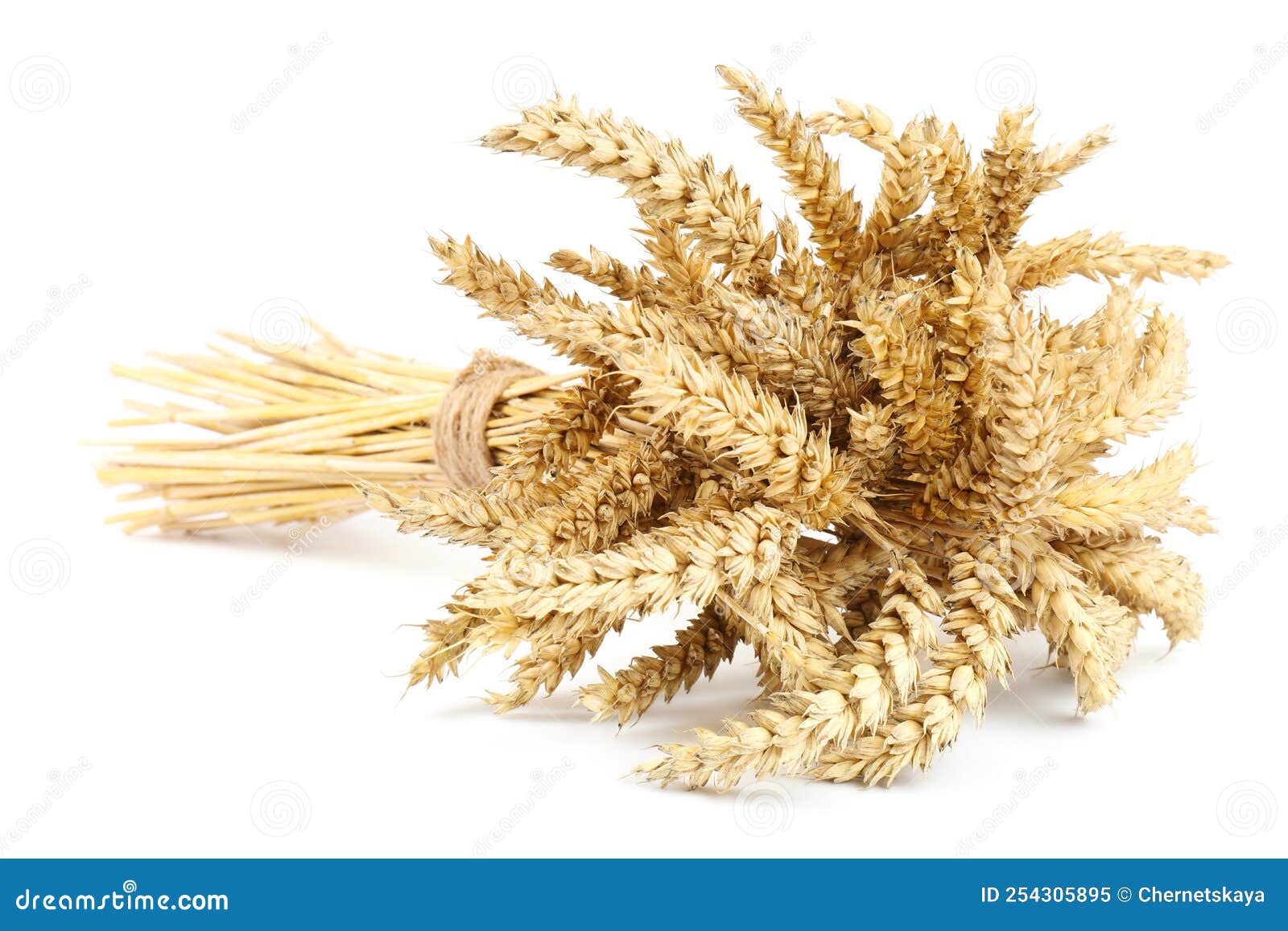 Bunch of Dried Wheat Isolated on White Stock Image - Image of minerals ...