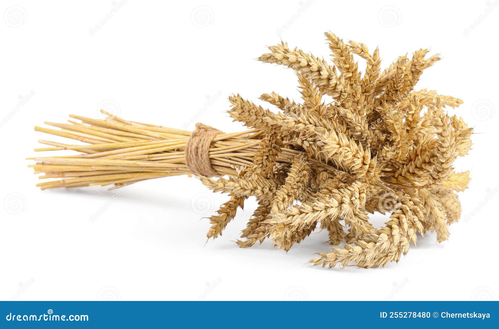 Bunch of Dried Wheat Isolated on White Stock Photo - Image of natural ...