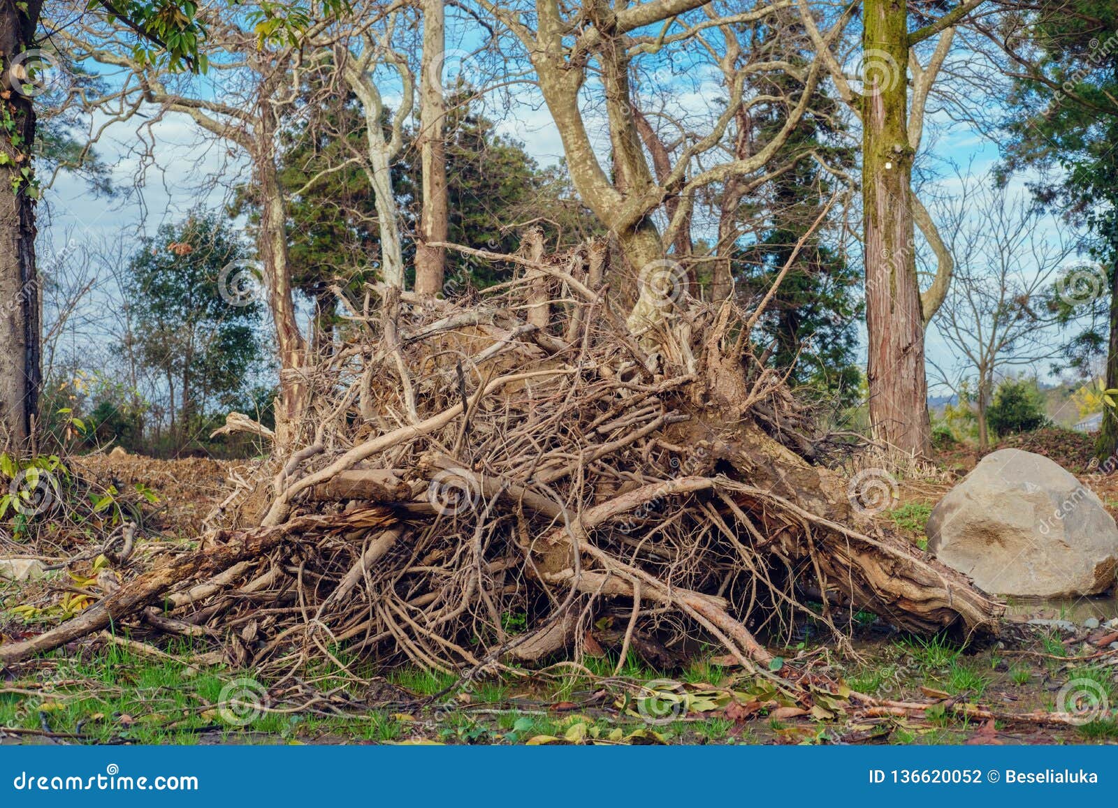 Dry branches stock photo. Image of plants, landscape - 136620052