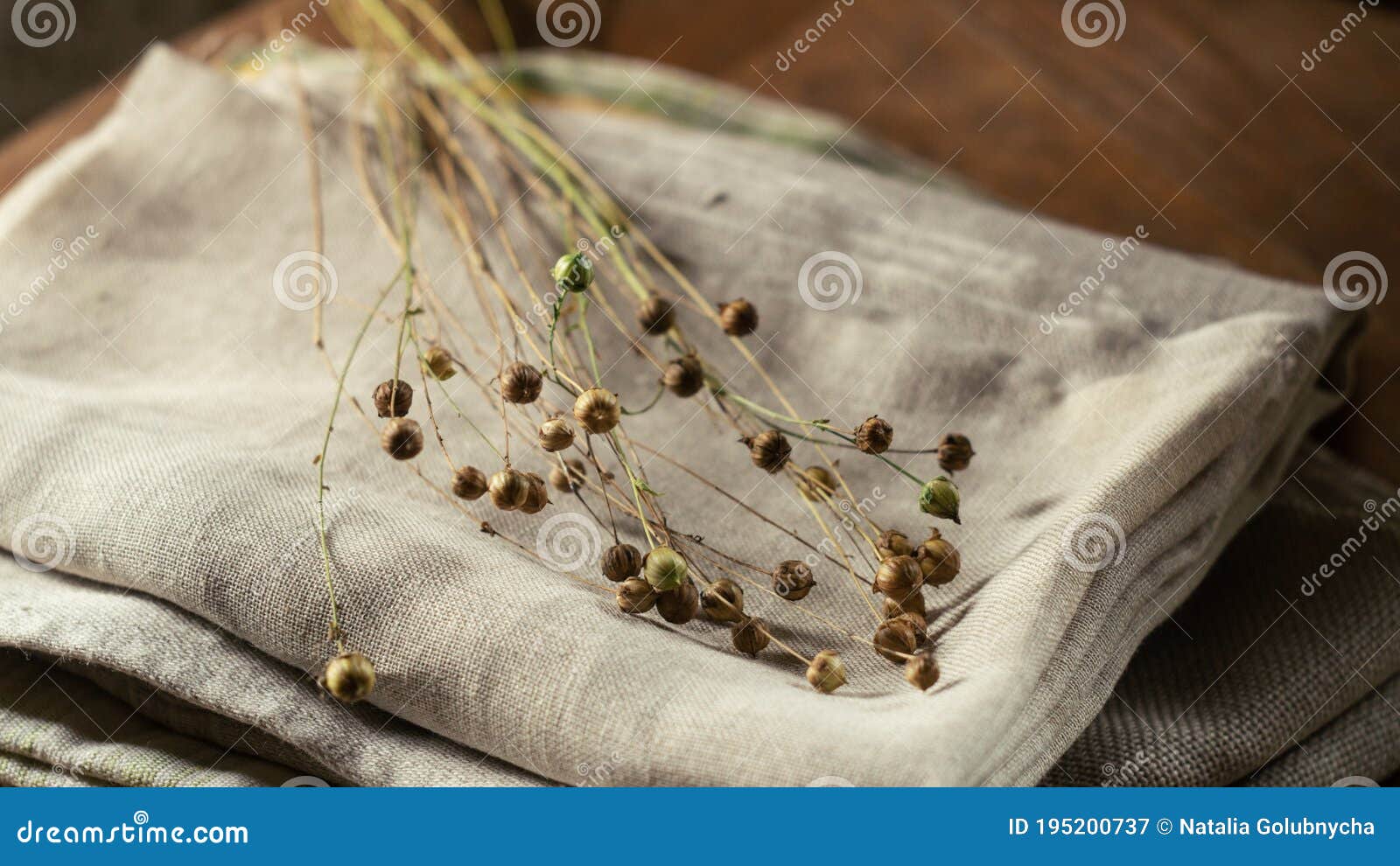 Bunch of Dry Flax Plants on Linen Cloth Stock Image - Image of textile ...
