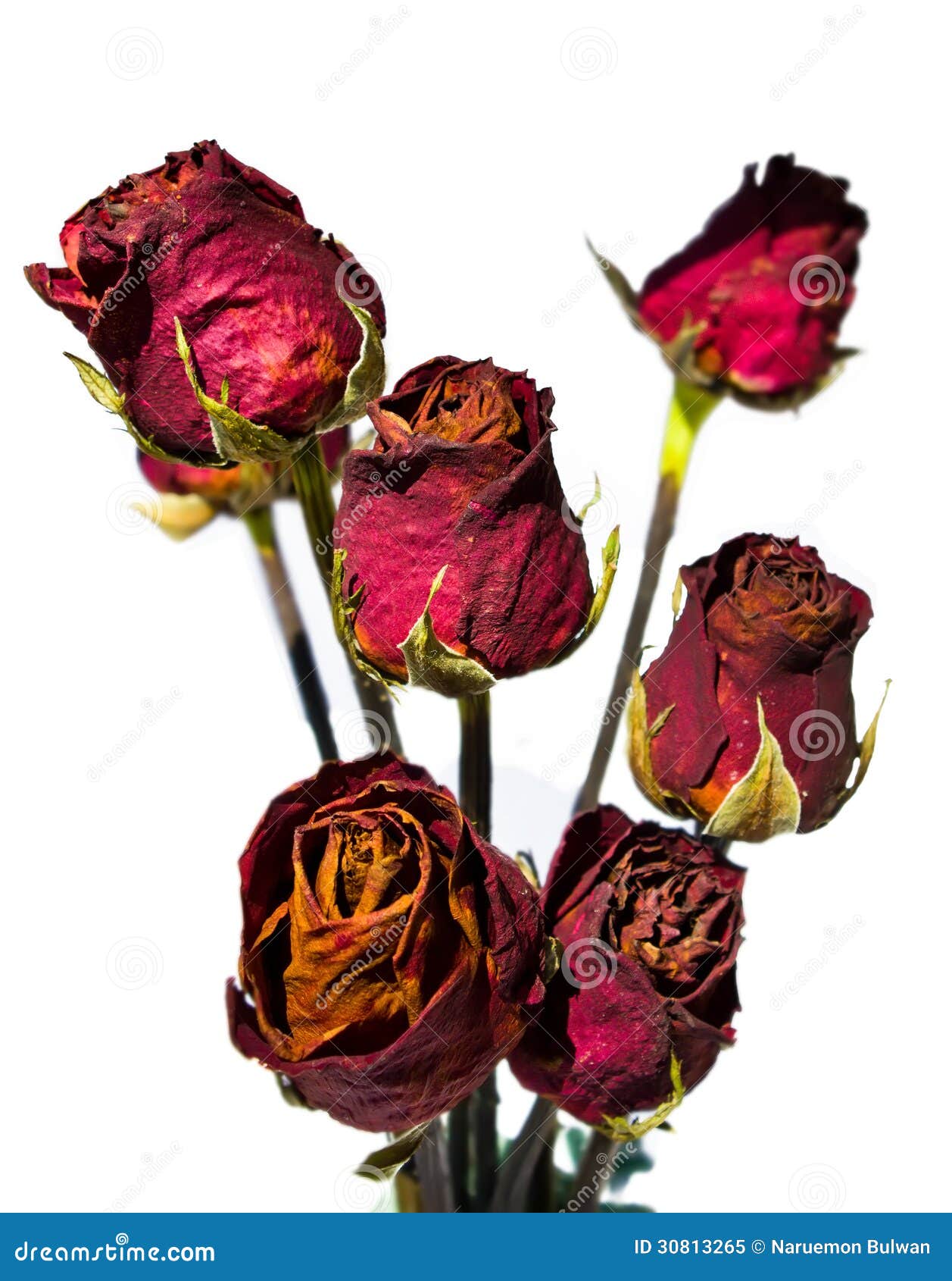 Bunch of Dry Red Rose Isolated Stock Image - Image of dead, valentines ...