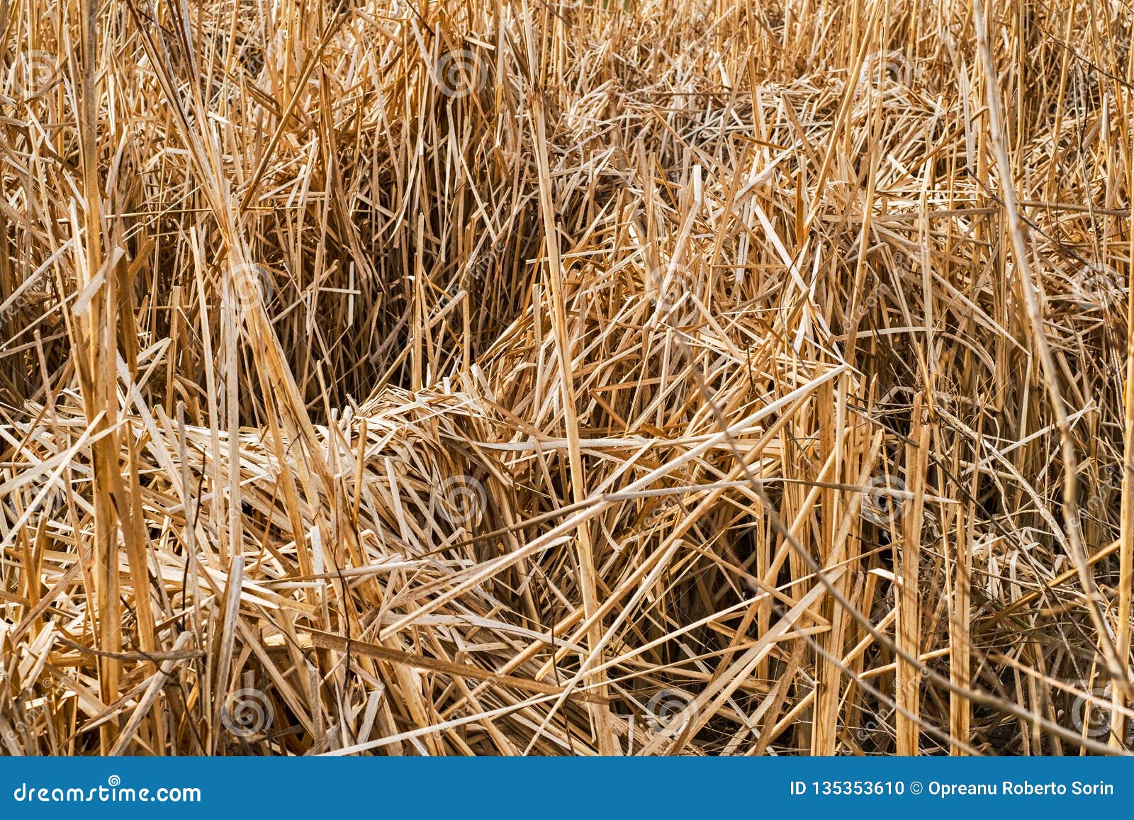 Bunch of dry reeds areas stock photo. Image of river - 135353610