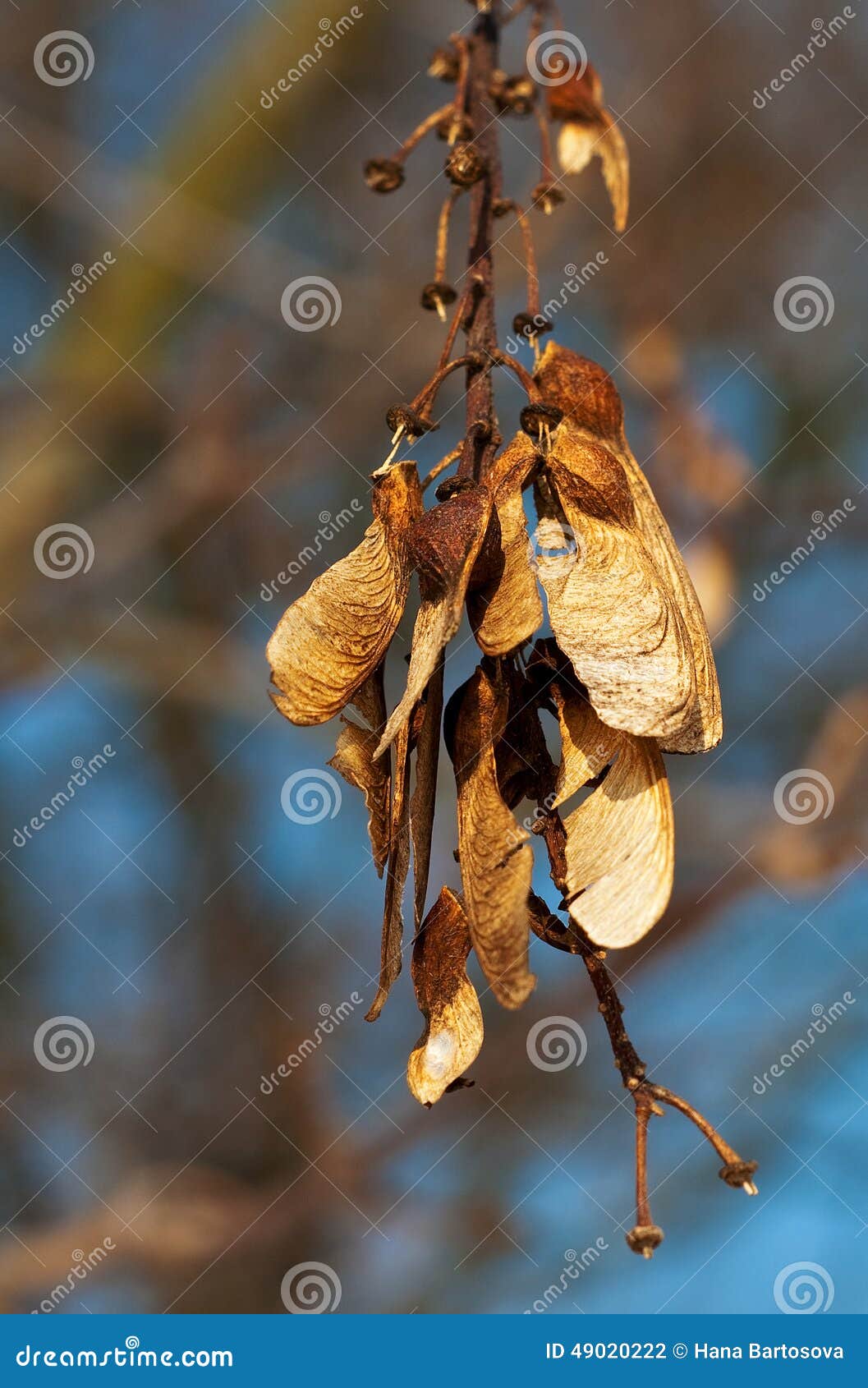 Bunch of Dry Seeds and Achenes of Maple Tree Stock Photo - Image of ...