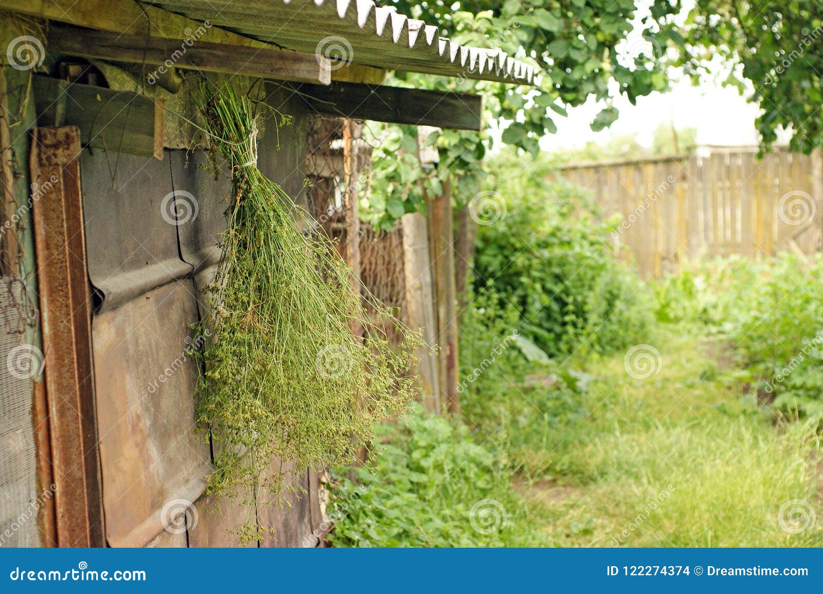 Bunch of Drying Plant Herbs Stock Photo - Image of nature, bunch: 122274374