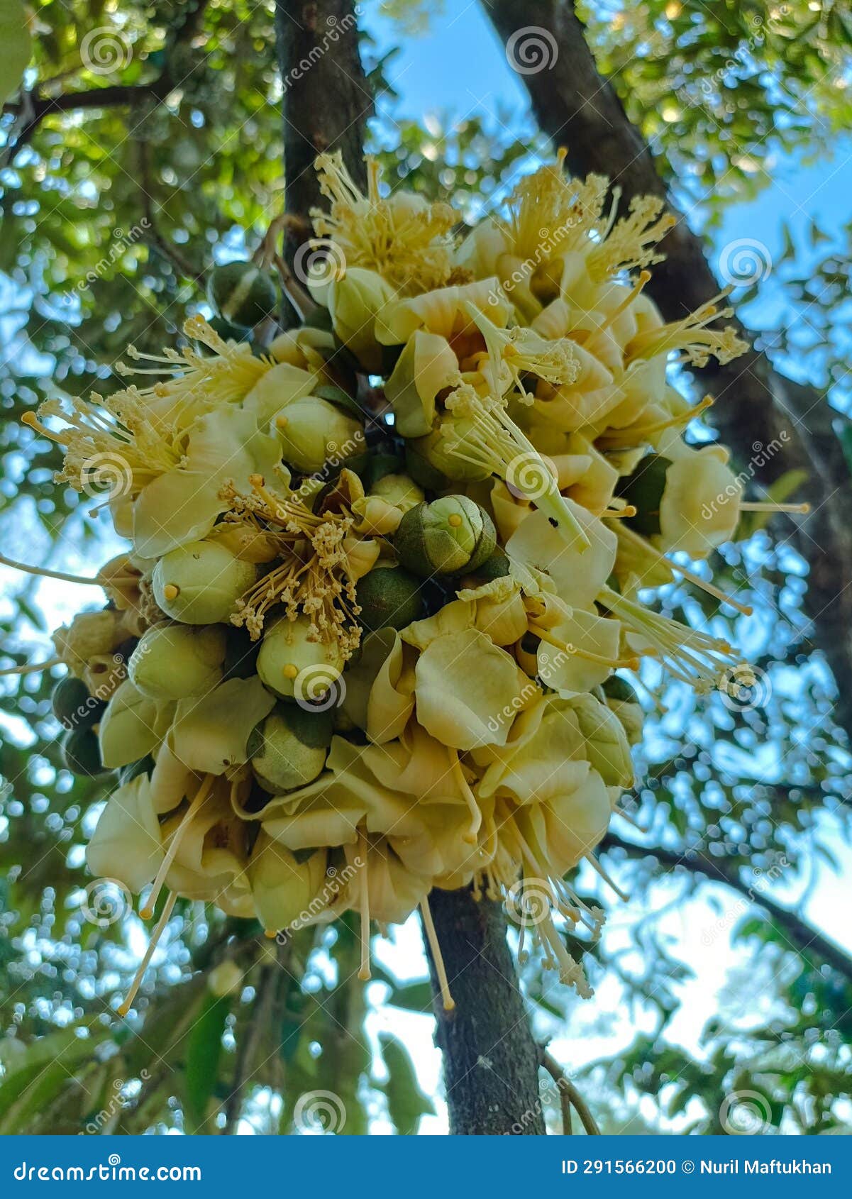 Bunch of Durian Flowers in a Durian Plantation Stock Photo - Image of ...