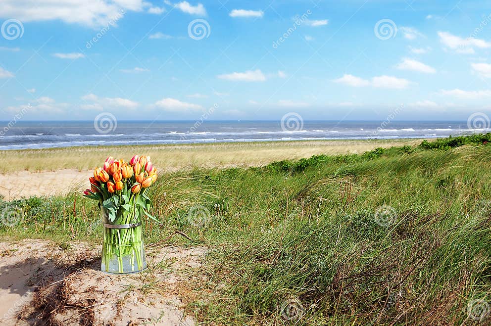Bunch of Dutch Tulips on Dune Sand Stock Image - Image of bunch, europe ...