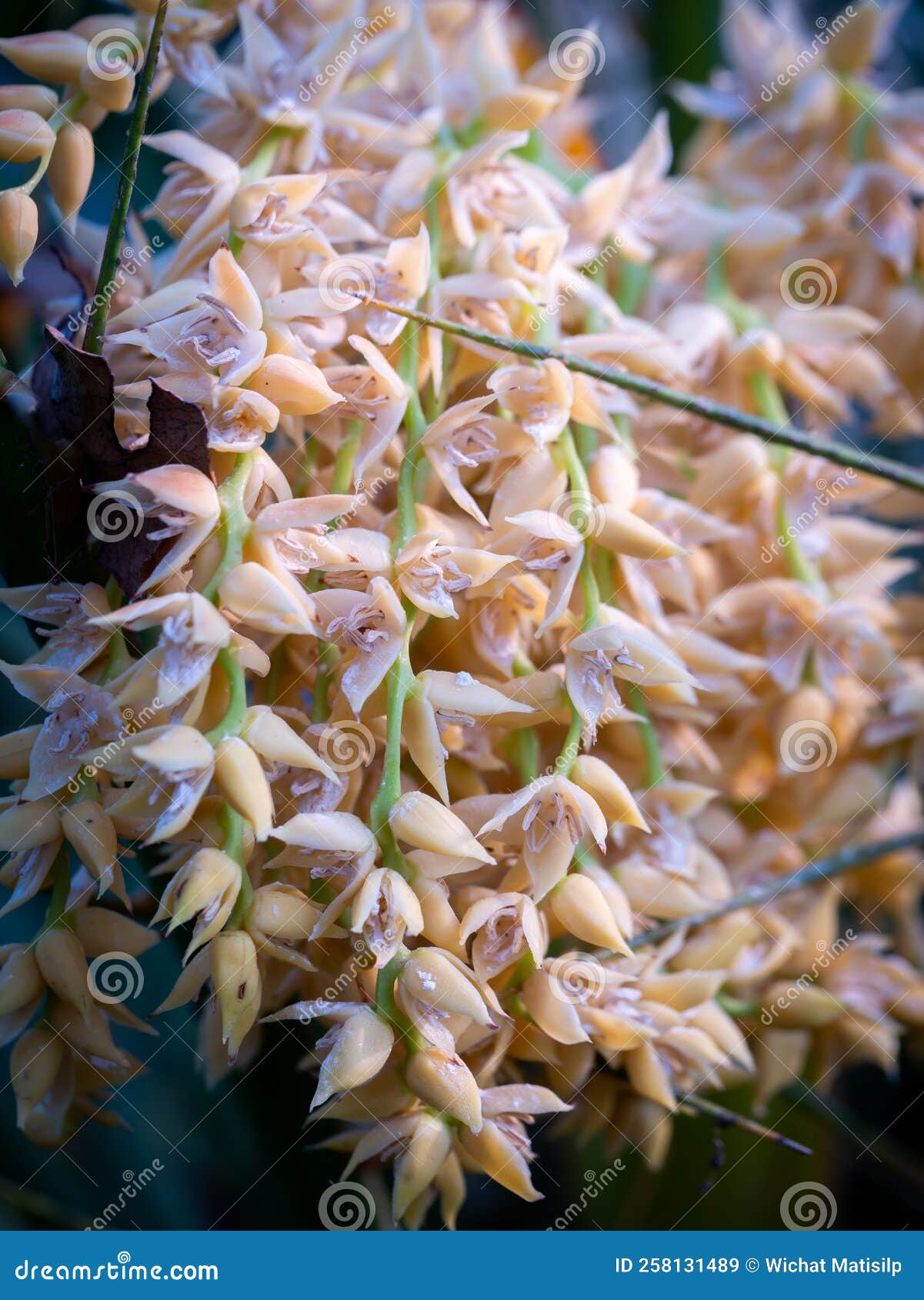 Bunch of Dwarf Date Palm Flowers Hanging Stock Image - Image of frond ...