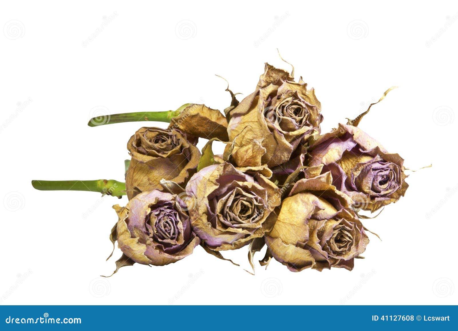 Bunch of Dying Mauve Roses with Green Stems Stock Photo - Image of ...