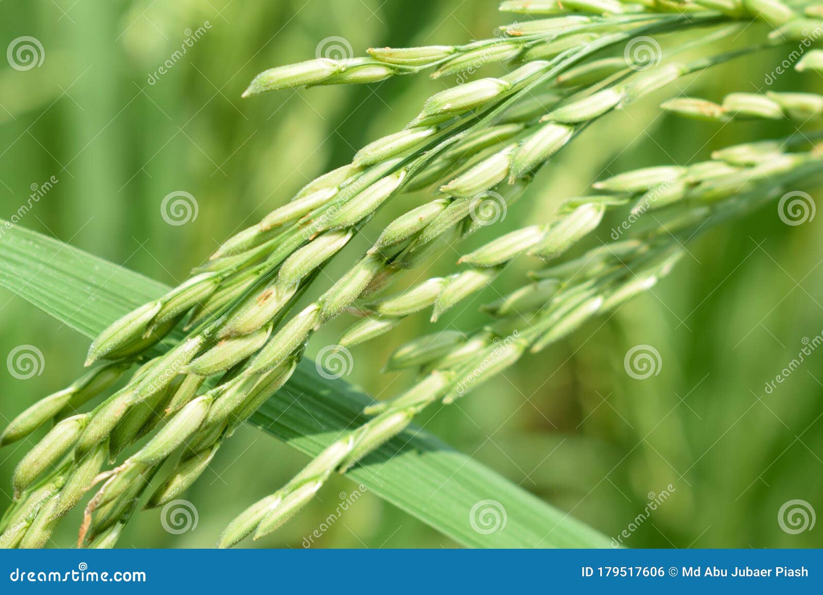 Bunch of Ears of Light Green Colored Rice Tree in the Middle of a ...