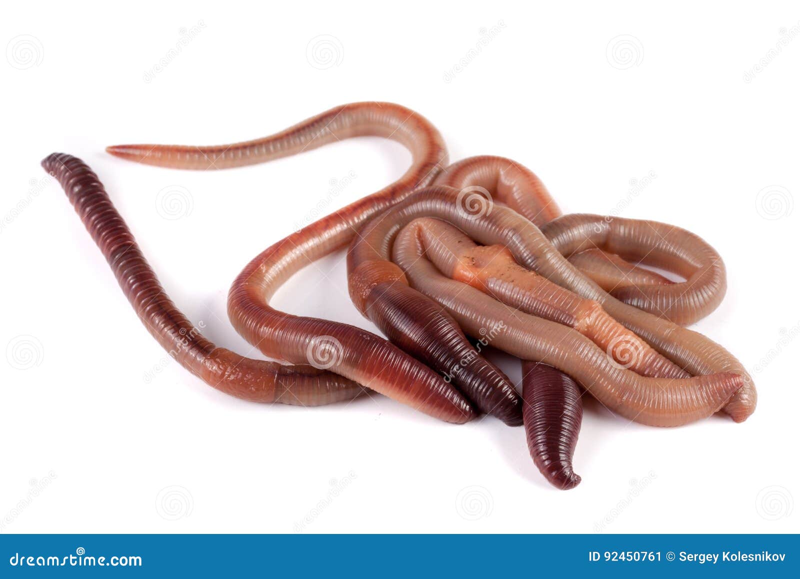 Bunch of Earthworms Isolated on White Background Macro Stock Image ...