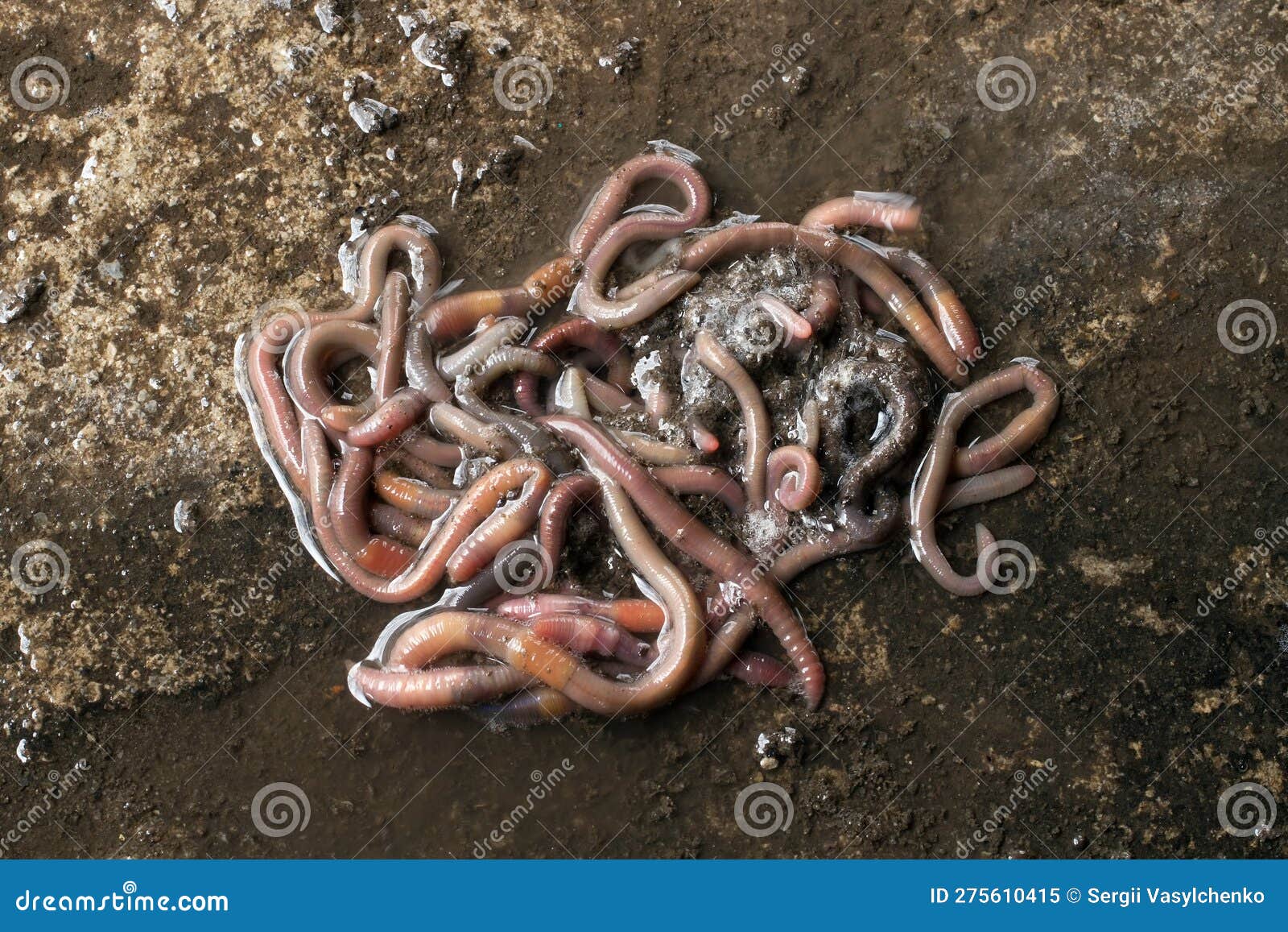 A Bunch of Earthworms after the Rain. Stock Image - Image of ...