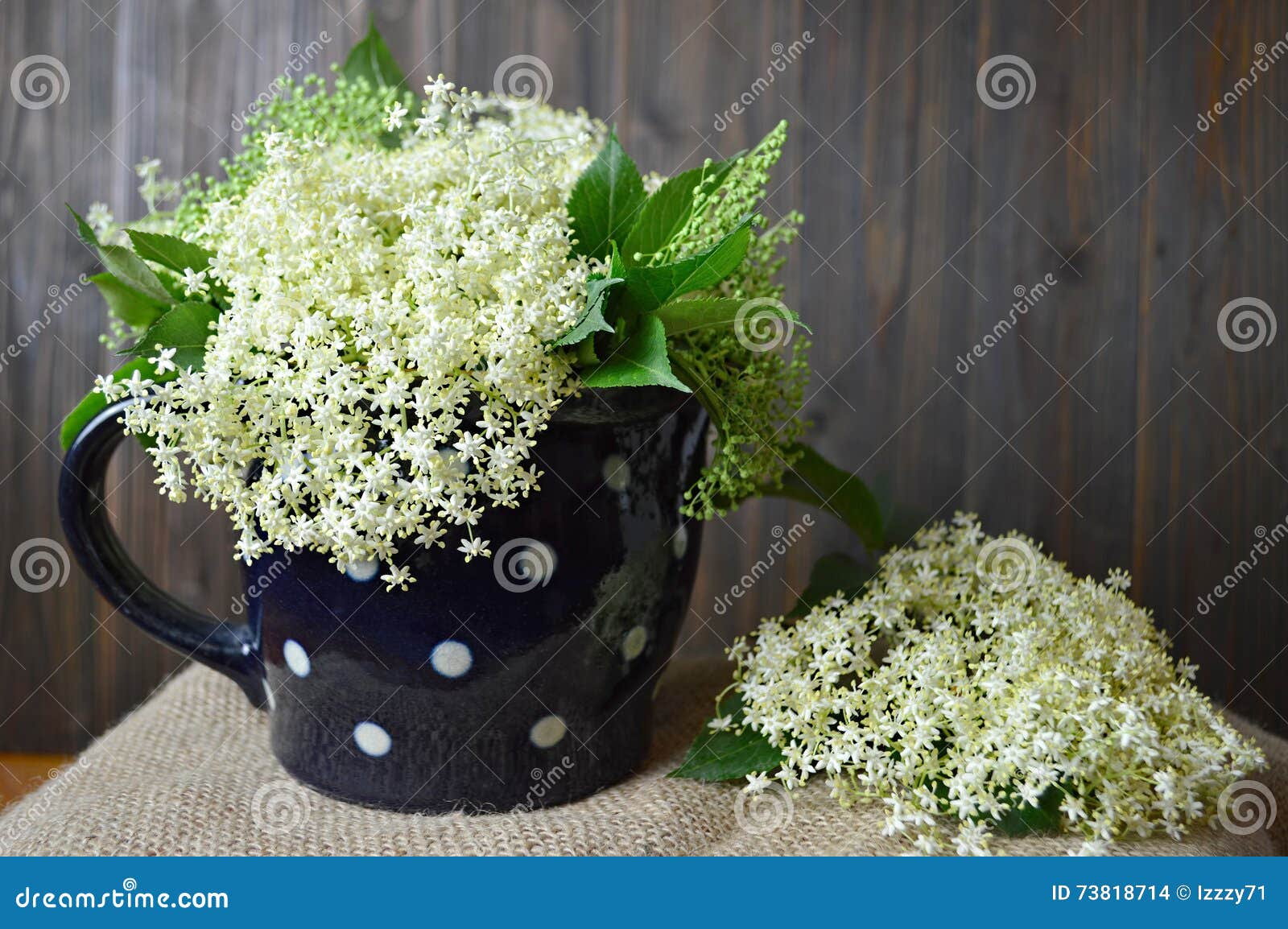 Bunch of elderflower stock photo. Image of healthy, elder - 73818714