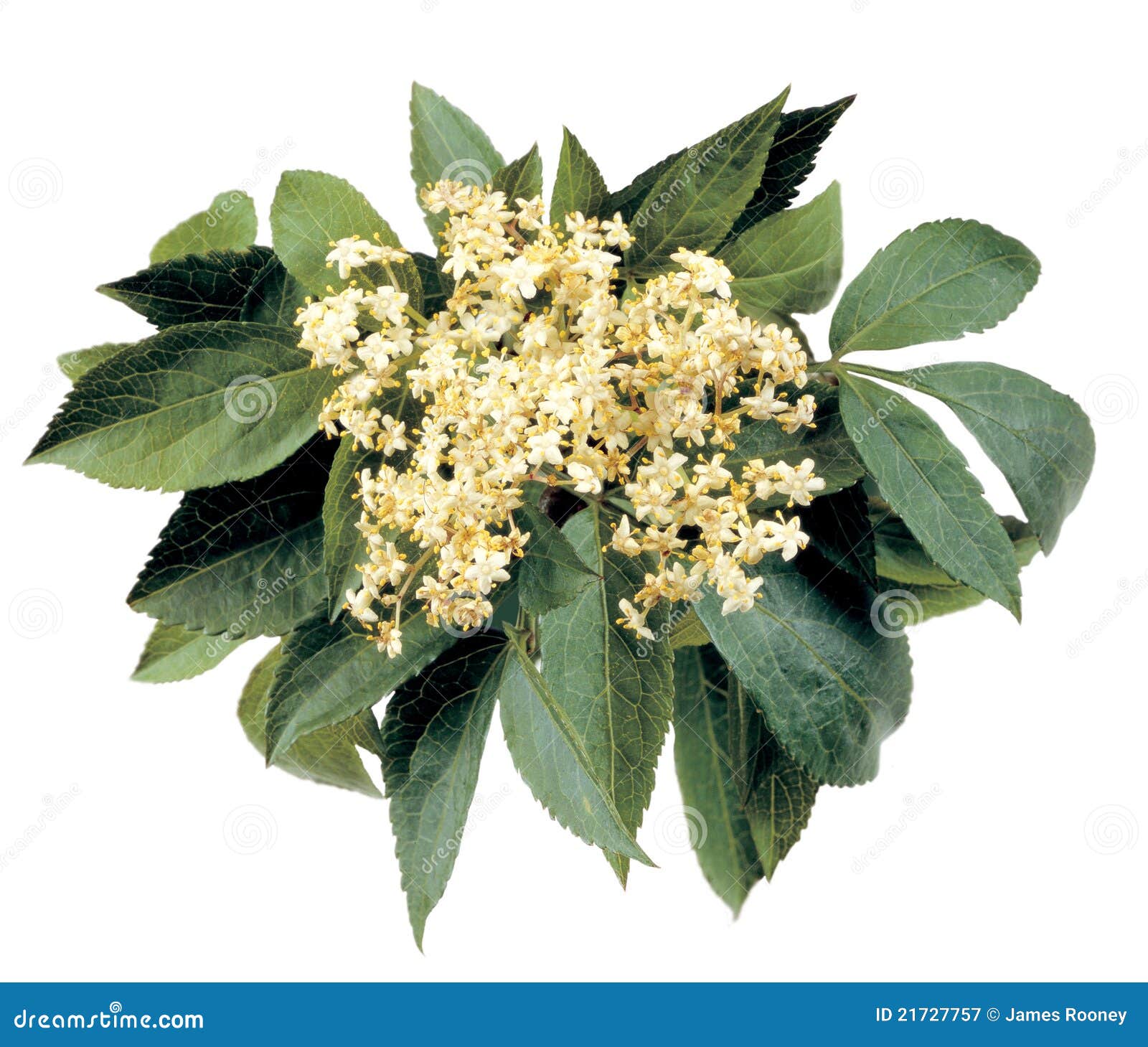 Bunch of Elderflowers stock image. Image of flora, flower - 21727757