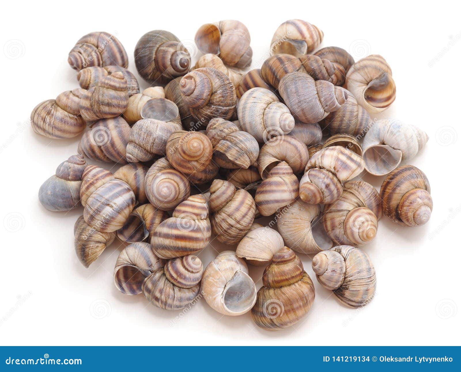 Bunch of empty shells stock photo. Image of life, house - 141219134