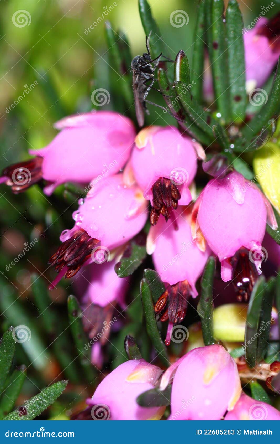Bunch of Erica Flowers with a Mosquito Stock Image - Image of colorful ...