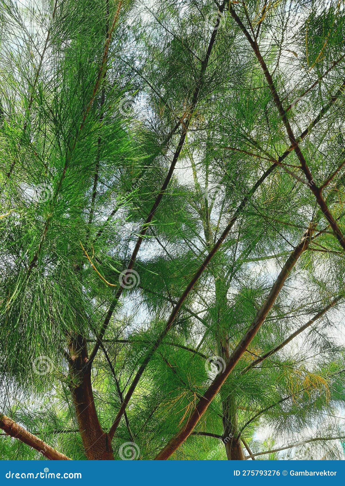A Bunch of Evergreen Tree Branches in the Tropics Stock Photo - Image ...