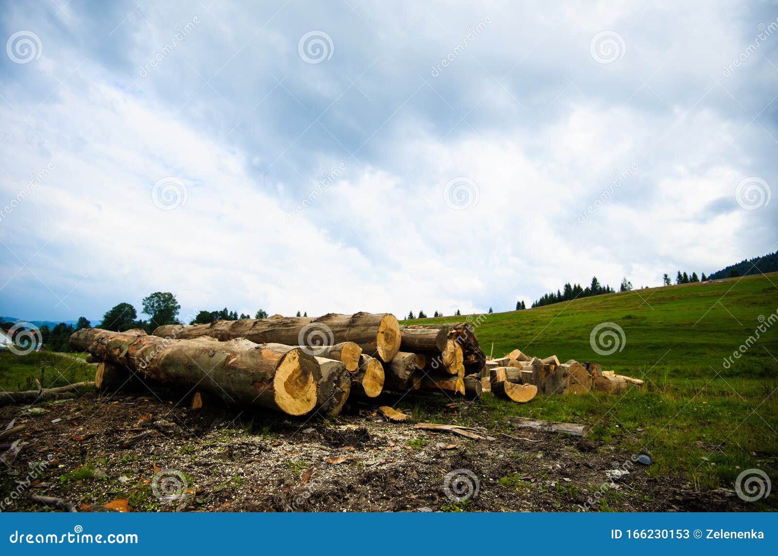 Bunch of felled tree stock image. Image of matchwood - 166230153