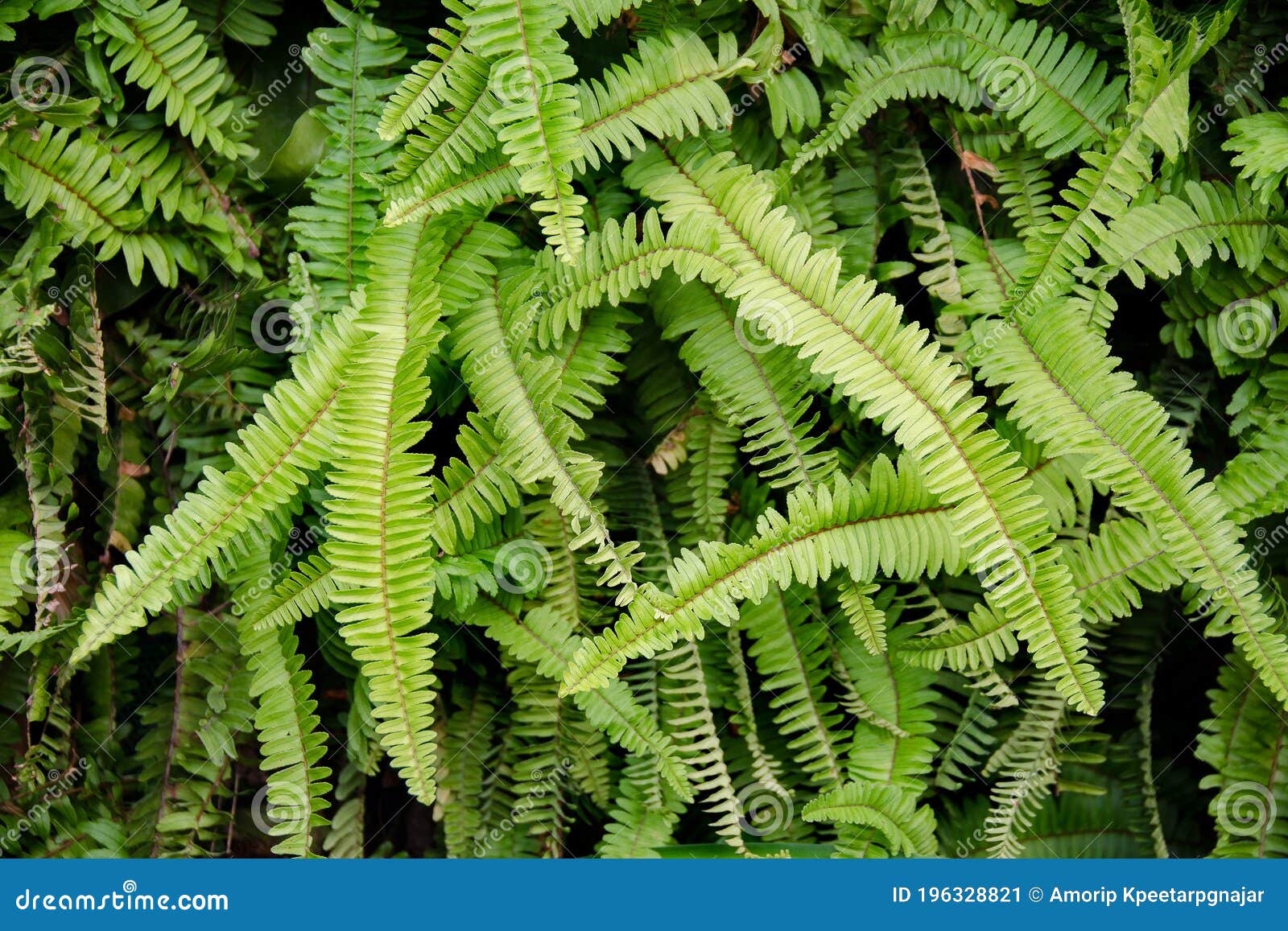Greem Fern Pteridium Aquilinum Or Bracken, Brake Or Common Bracken ...