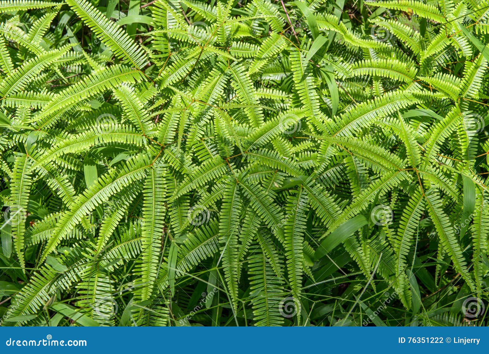 Bunch of fern leaves stock photo. Image of copy, bush - 76351222