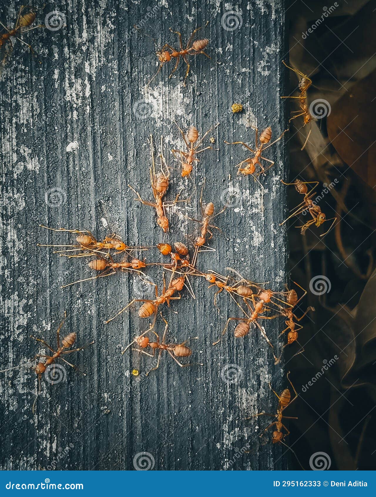 A Bunch of Fire Ants on the Walls and Dry Leaves Stock Image - Image of ...