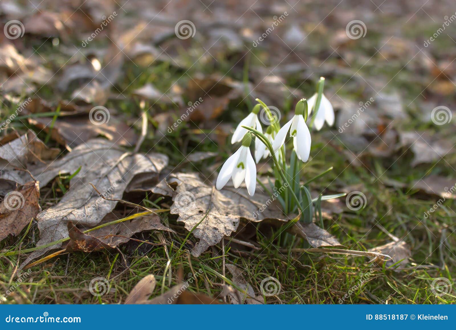 Bunch of First Snowdrops in Forest Stock Image - Image of sunlight ...