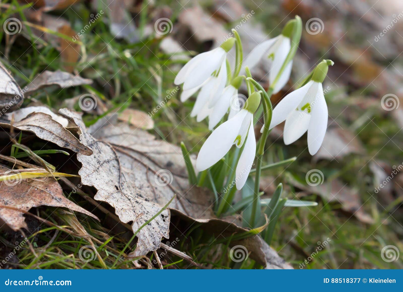 Bunch of First Snowdrops in Forest Stock Image - Image of bloom ...