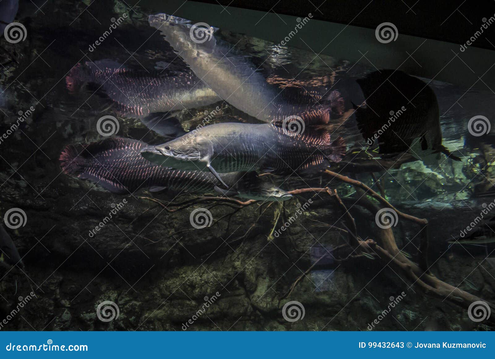 Inside of an aquarium stock image. Image of tank, nature - 99432643