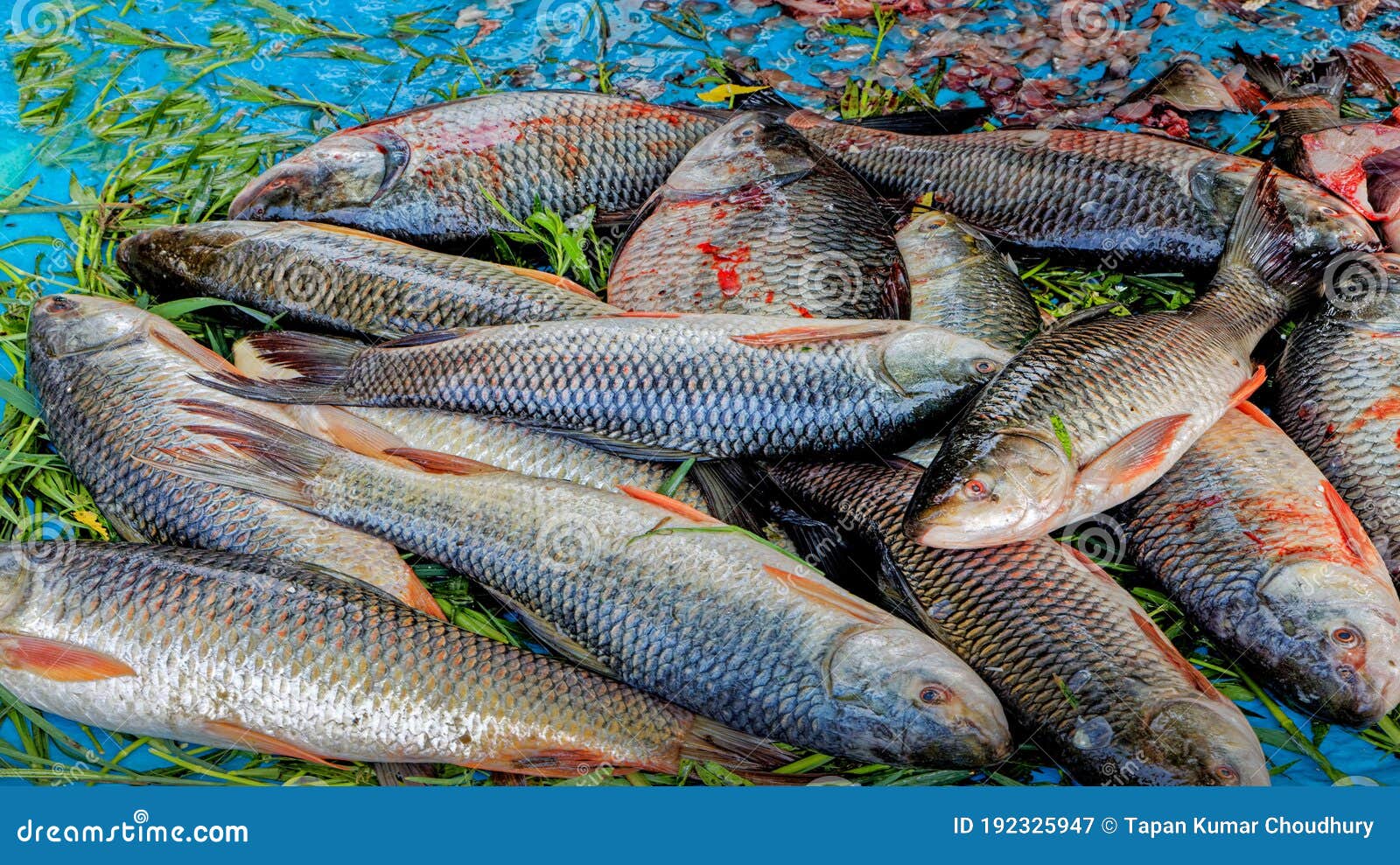 A Bunch of Fish in the Market Stock Image - Image of city, fish: 192325947