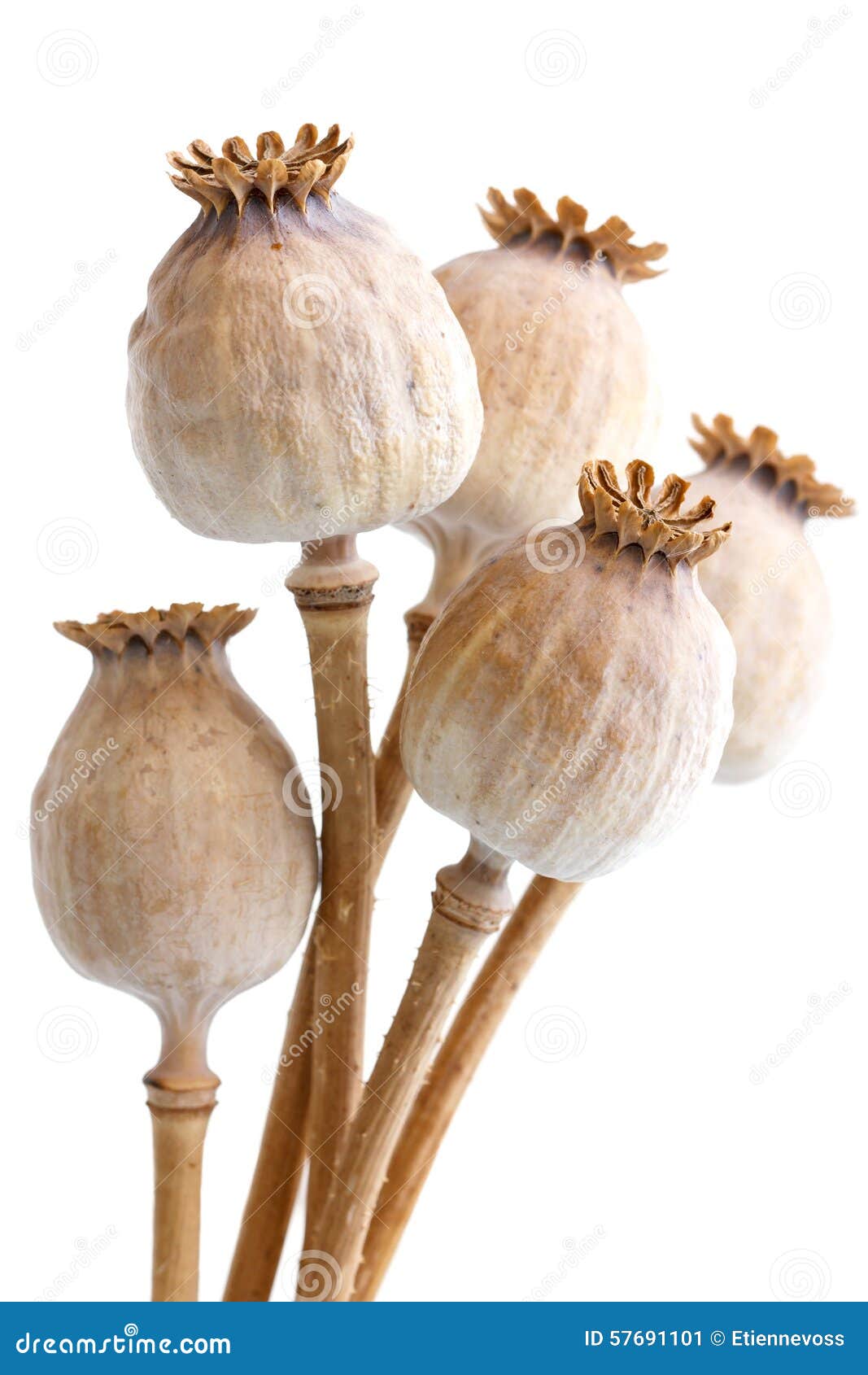Bunch of Five Dried Poppy Seed Pods on White. Stock Image - Image of ...