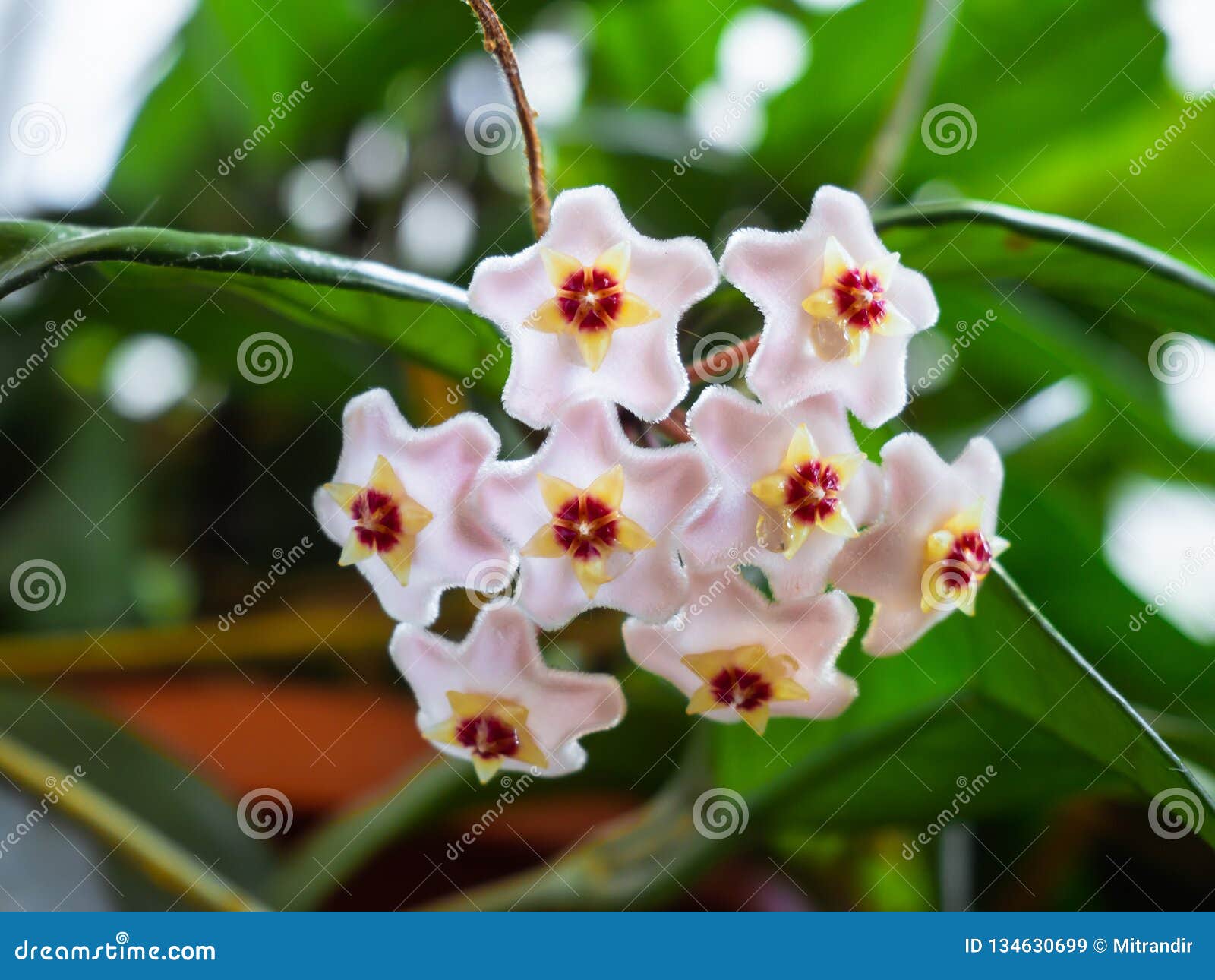 Bunch of Five Pointed Star Shaped Flowers of Hoya Carnosa Stock Image ...