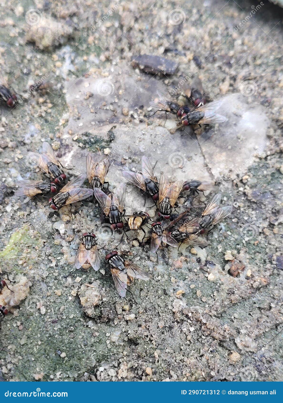 A Bunch of Flies Feeding on a Pile of Dirt Stock Photo - Image of pile ...