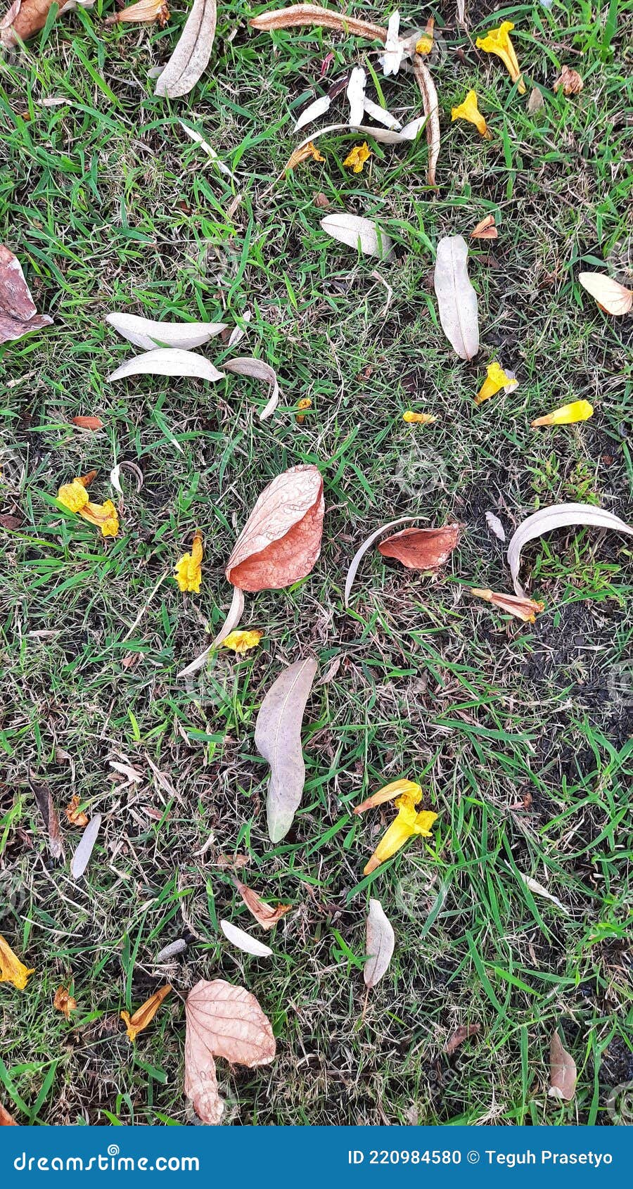 Bunch of Flower and Leaf Fall To the Ground Stock Photo - Image of leaf ...