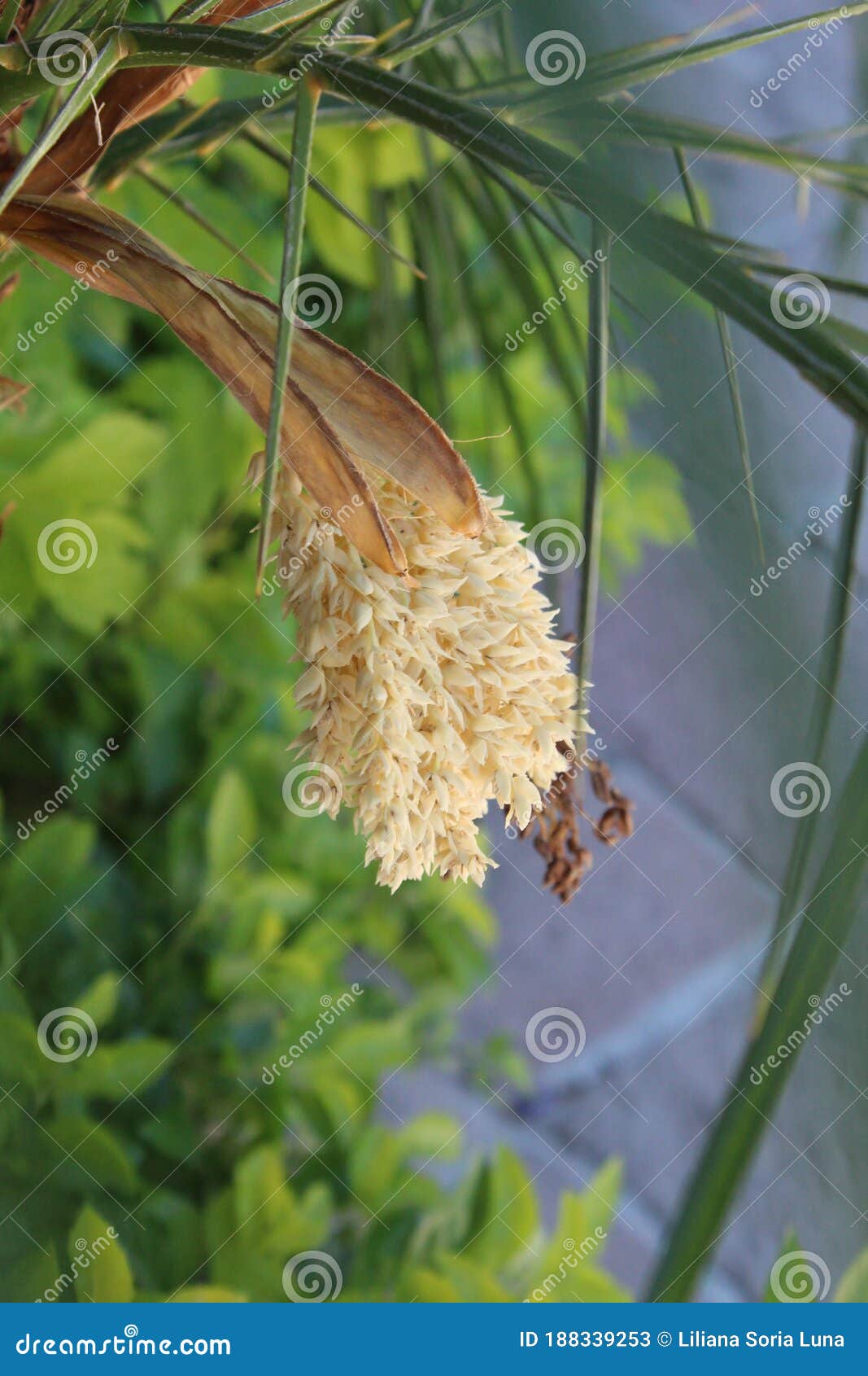 Bunch of Flowers Hanging on a Palm Tree Stock Image - Image of hanging ...