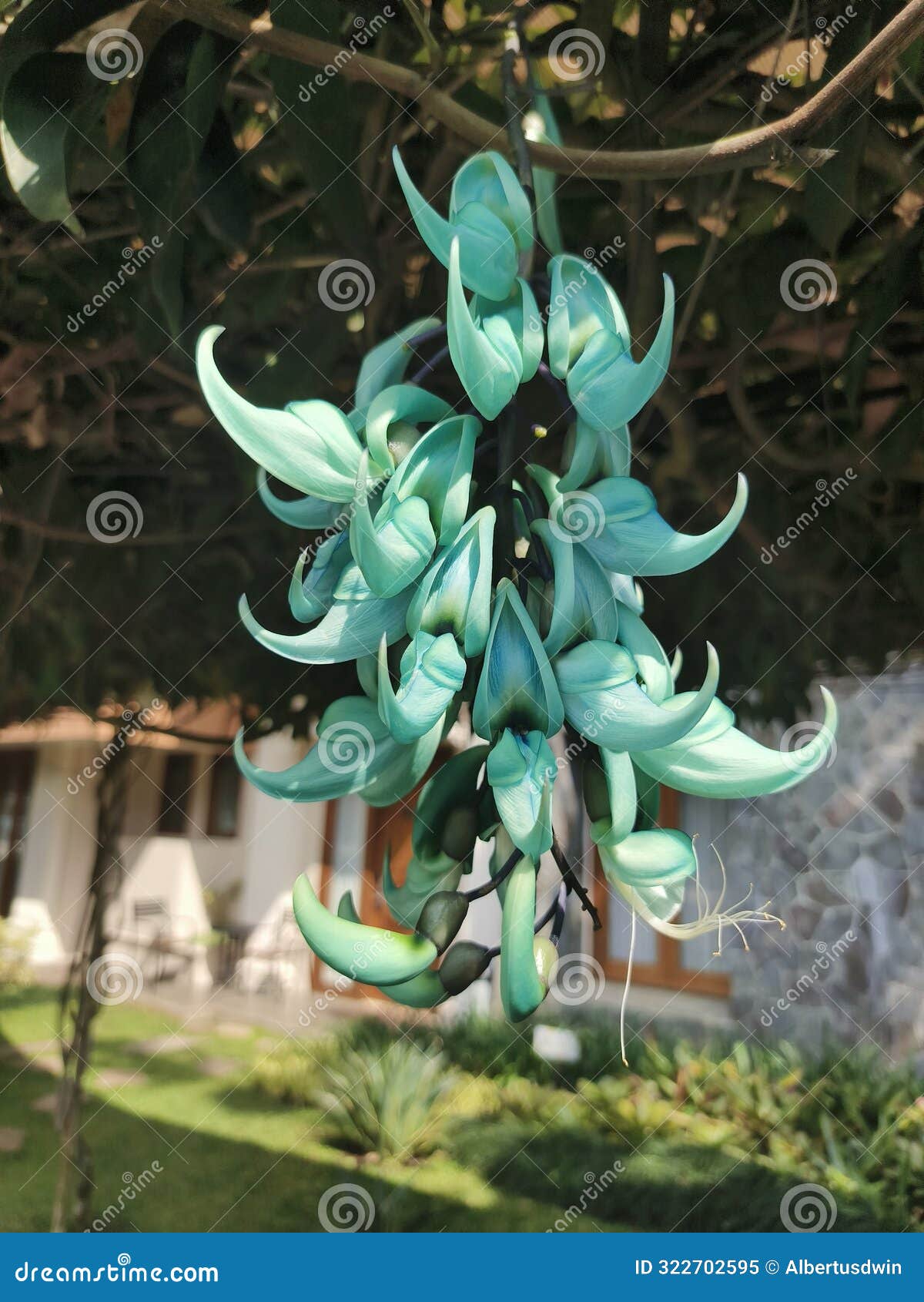 Bunch of Flowers Hanging from a Tree Stock Image - Image of green ...