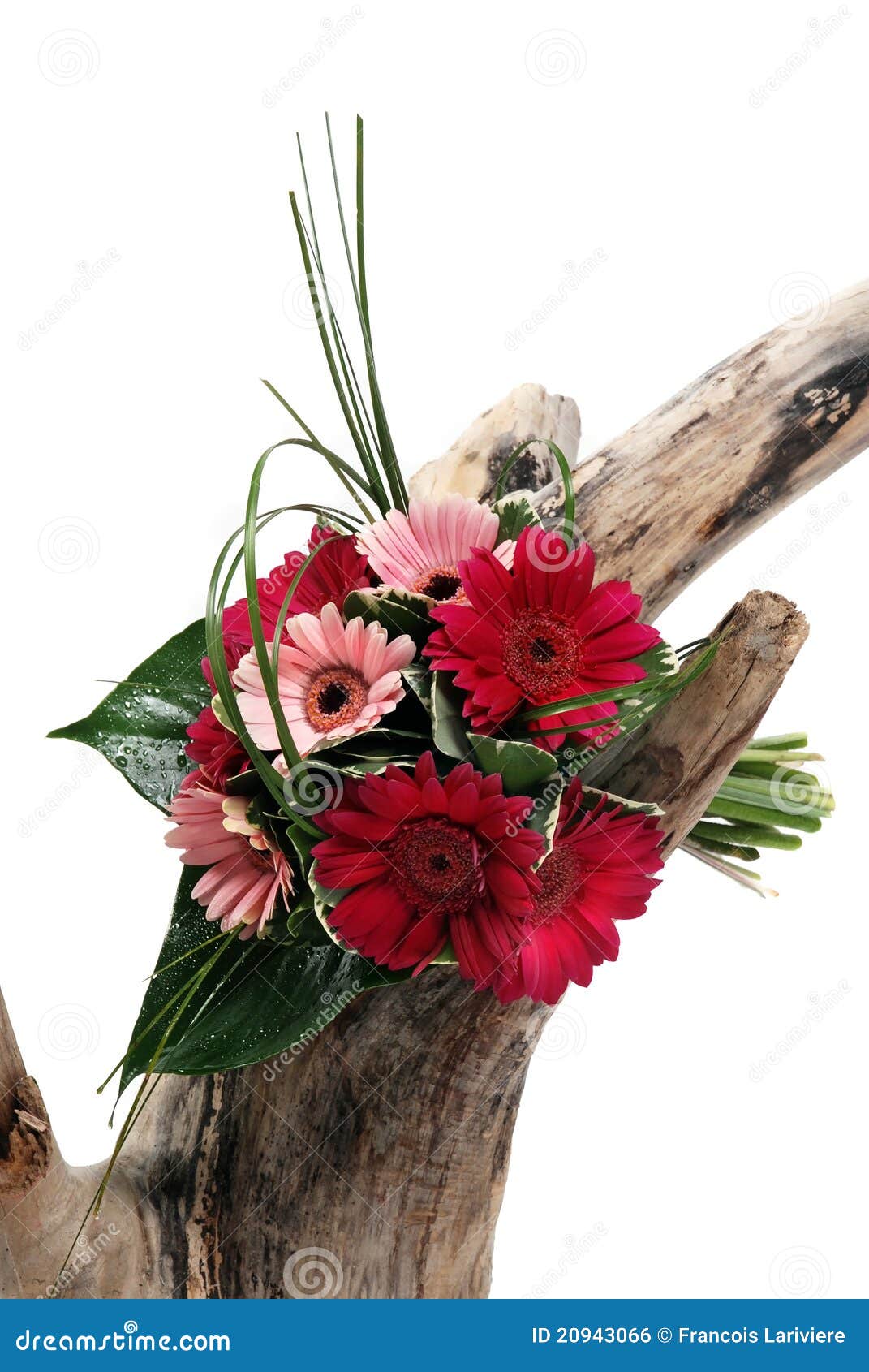 A Bunch of Flowers on White on Tree Stump Stock Photo - Image of brown ...