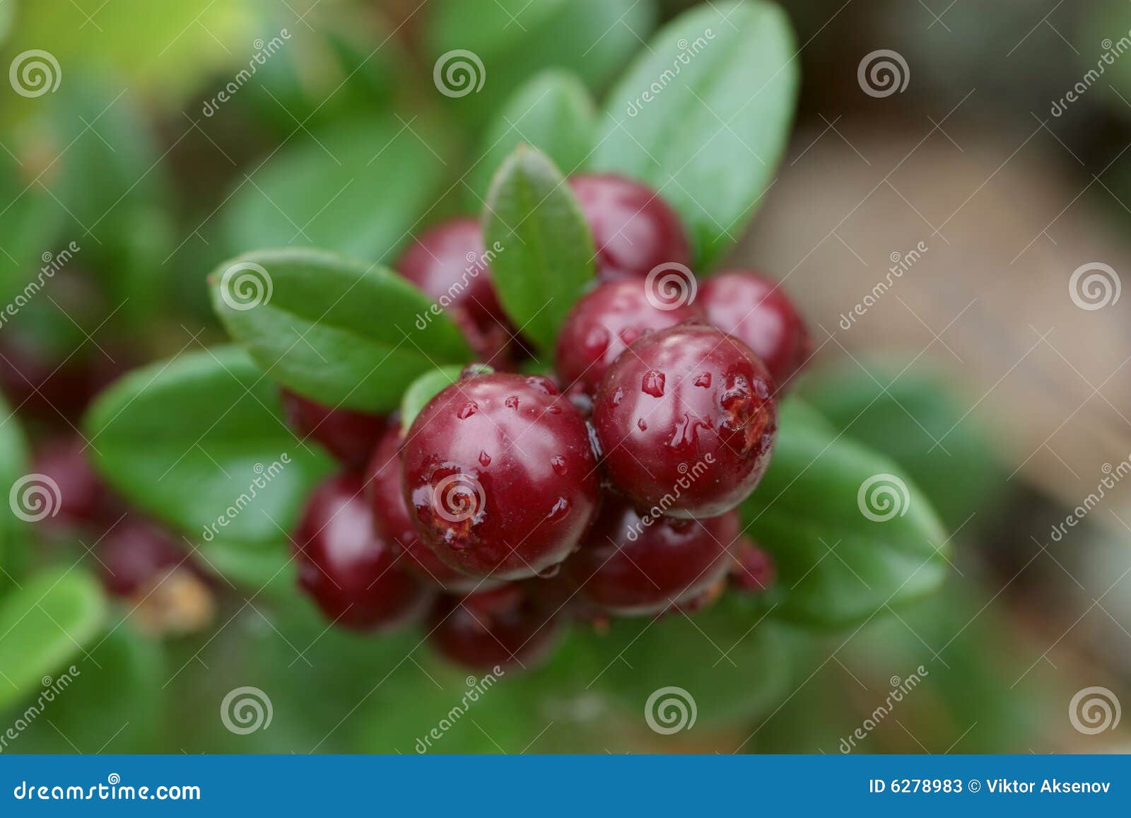 Bunch of foxberry stock image. Image of cranberry, foxberry - 6278983