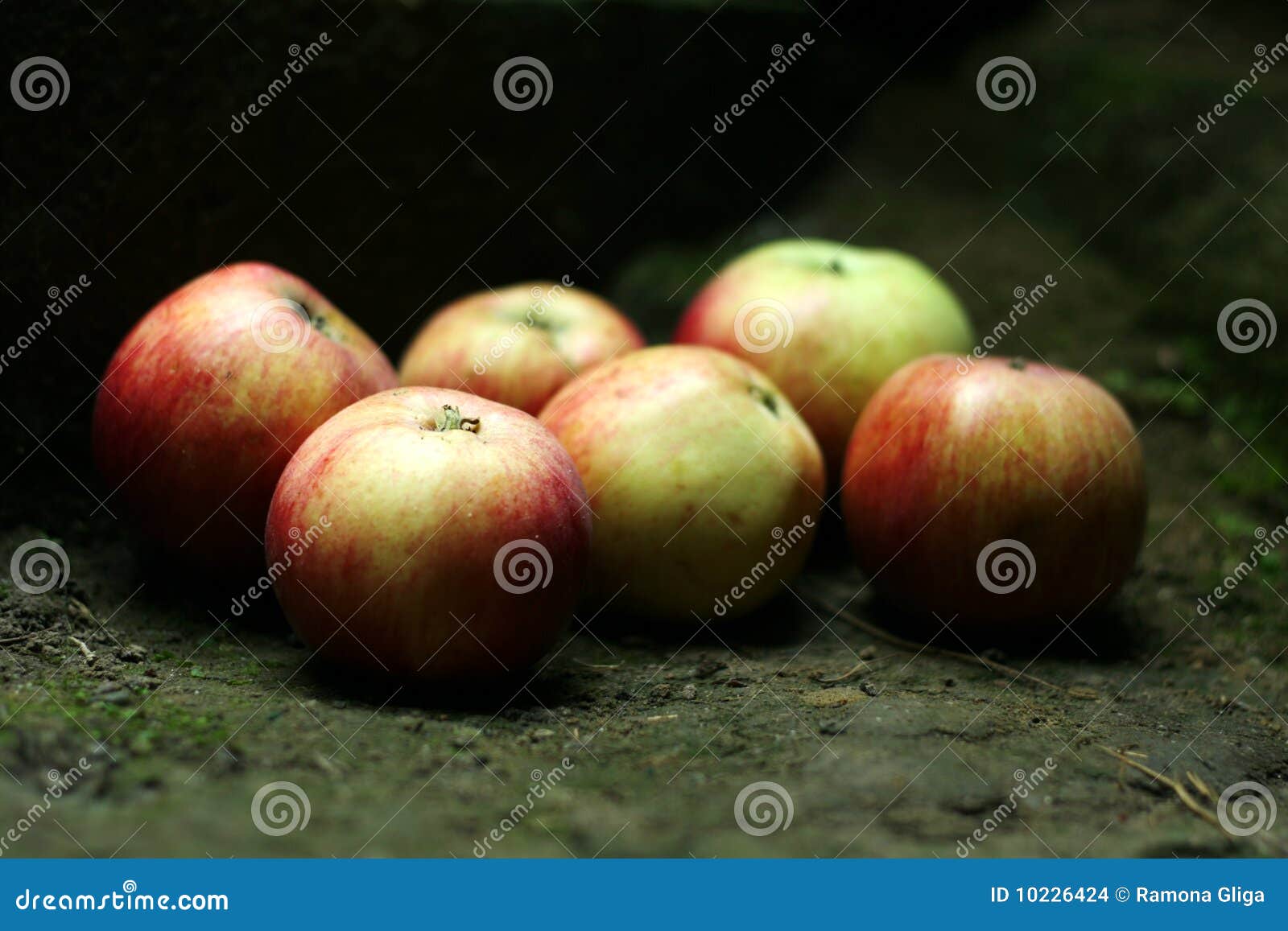 Bunch of fresh apples stock photo. Image of agriculture - 10226424