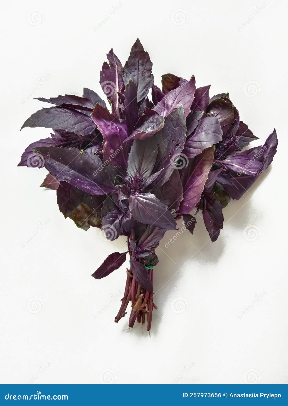 Bunch of Fresh Aromatic Basil on a White Background Stock Photo - Image ...