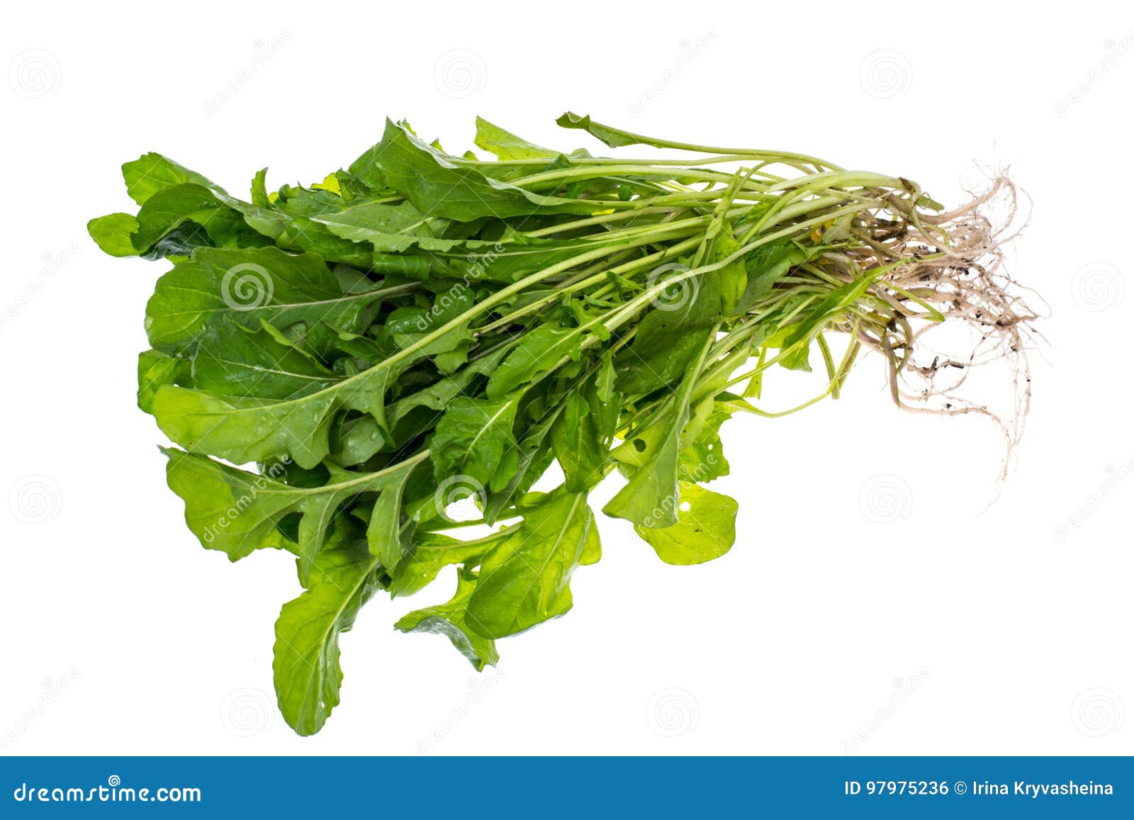 Bunch of Fresh Arugula with Roots Stock Photo - Image of pectin ...