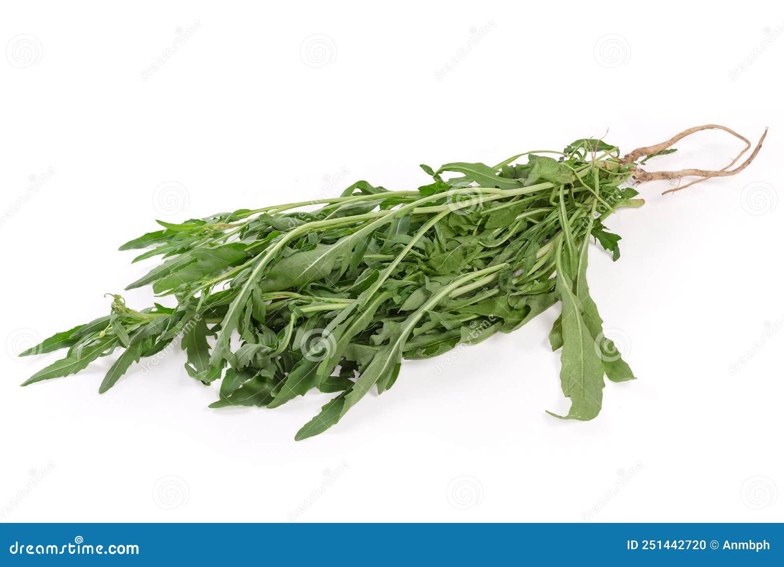 Bunch of Fresh Arugula Stems with Roots on White Background Stock Photo ...