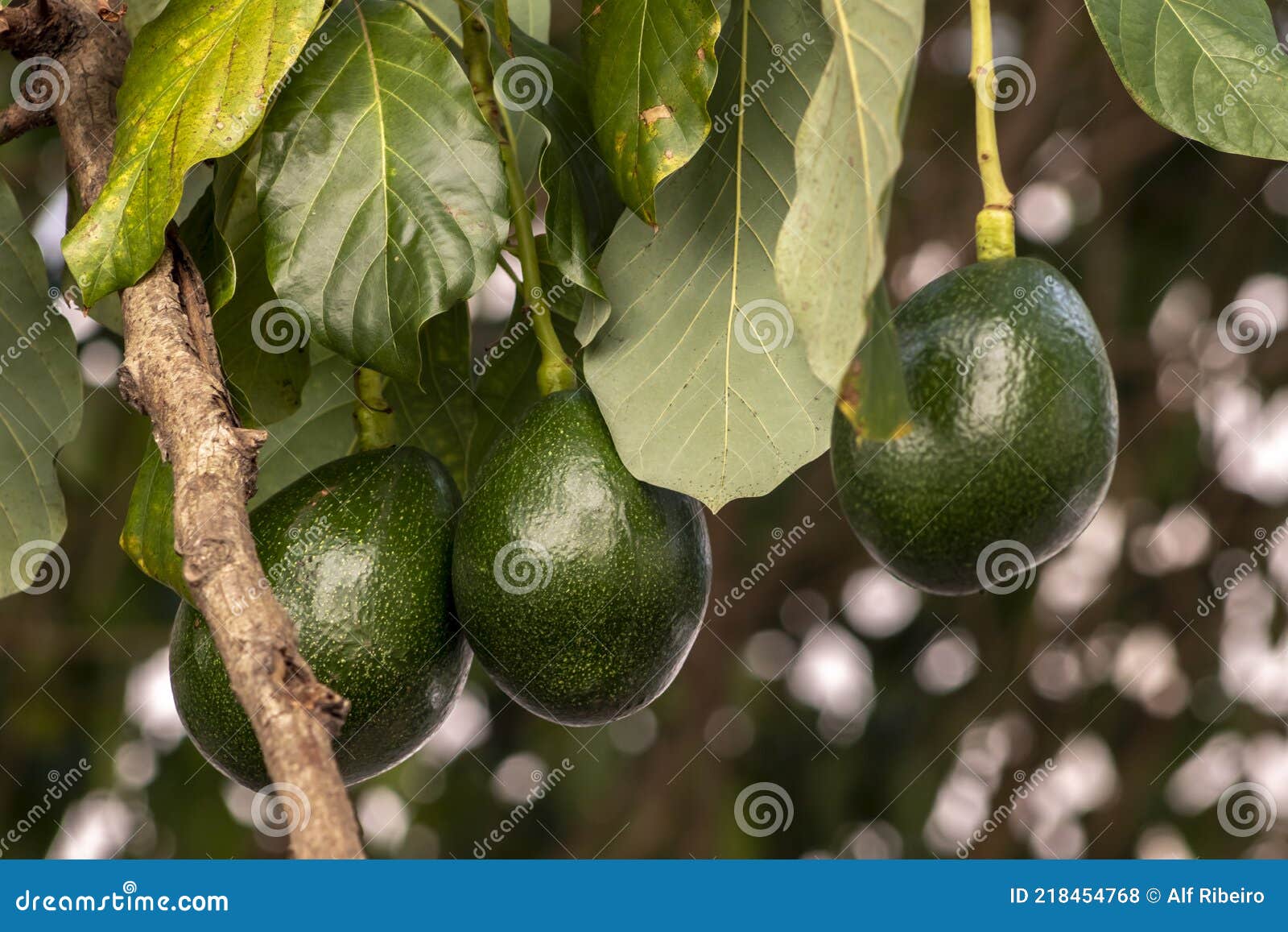 Bunch of Fresh Avocado Ripening on an Avocado Tree Branch in Garden ...
