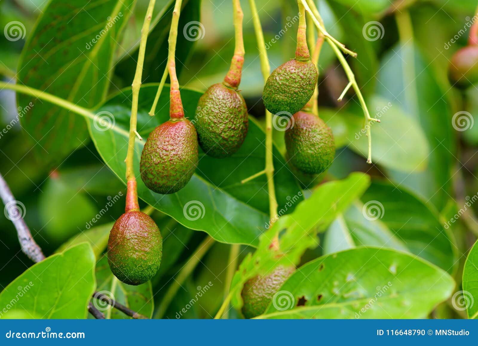Bunch of Fresh Avocados Ripening on an Avocado Tree Branch in Sunny ... Bunch of Fresh Avocados Ripening on an Avocado Tree Branch in Sunny ...
