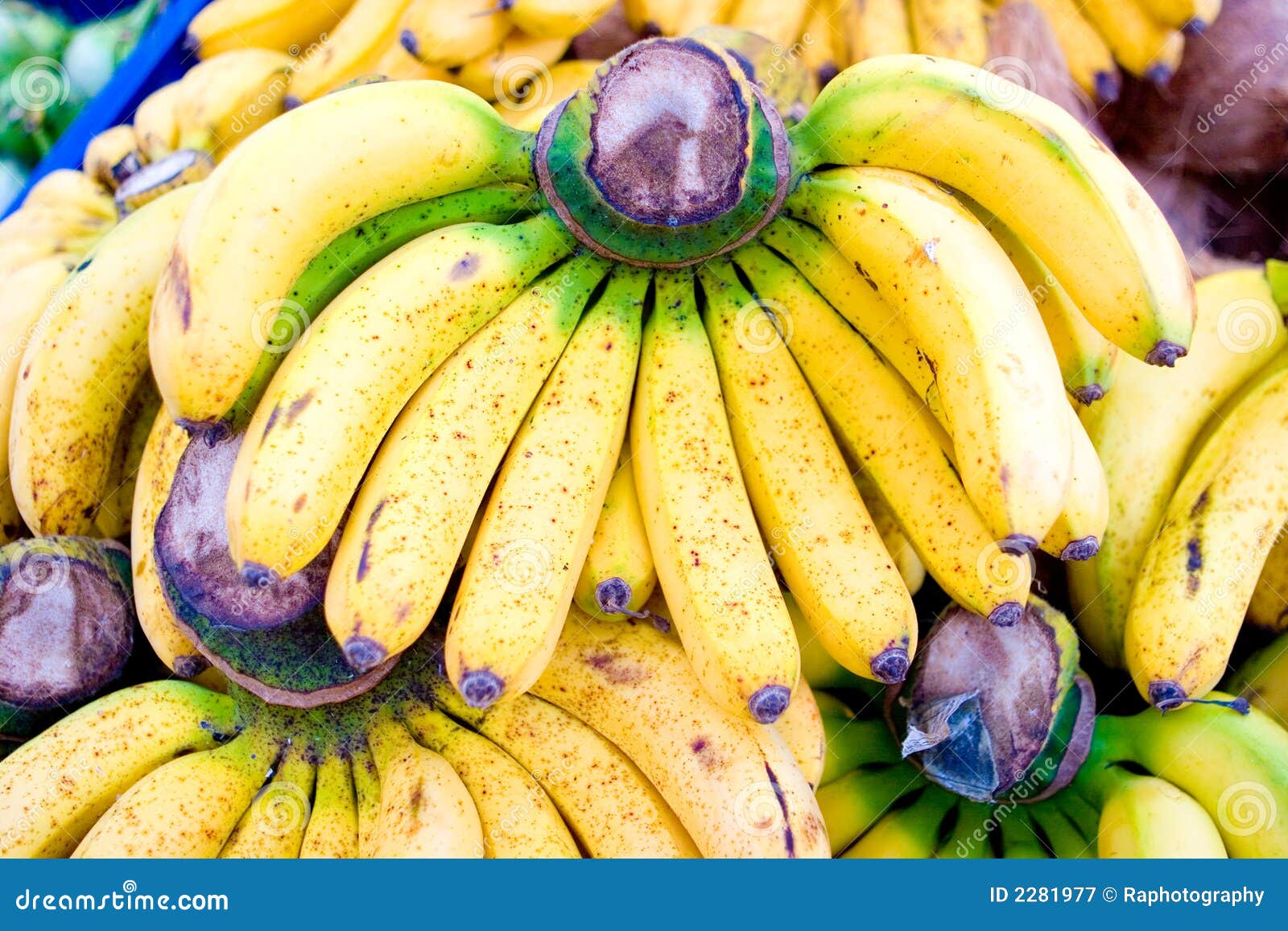 A bunch of fresh bananas stock image. Image of yellow - 2281977