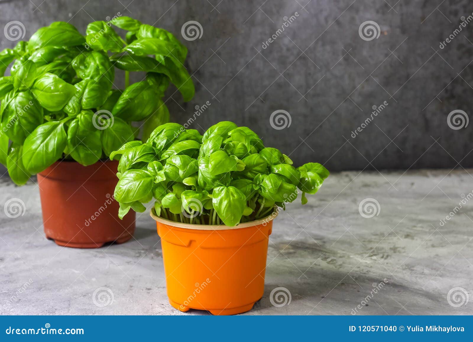 Bunch of Fresh Basil on Concrete Background. Stock Photo - Image of ...