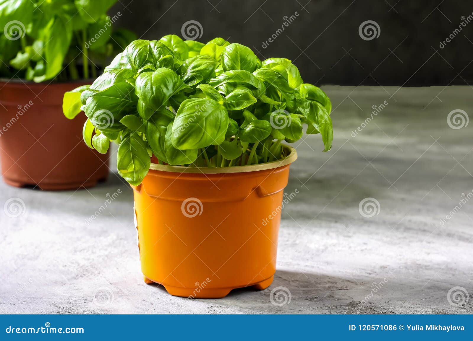 Bunch of Fresh Basil on Concrete Background. Stock Photo - Image of ...