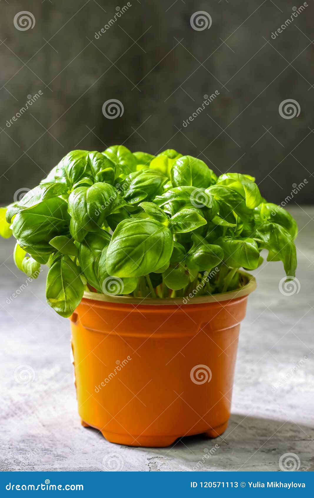 Bunch of Fresh Basil on Concrete Background. Stock Image - Image of ...