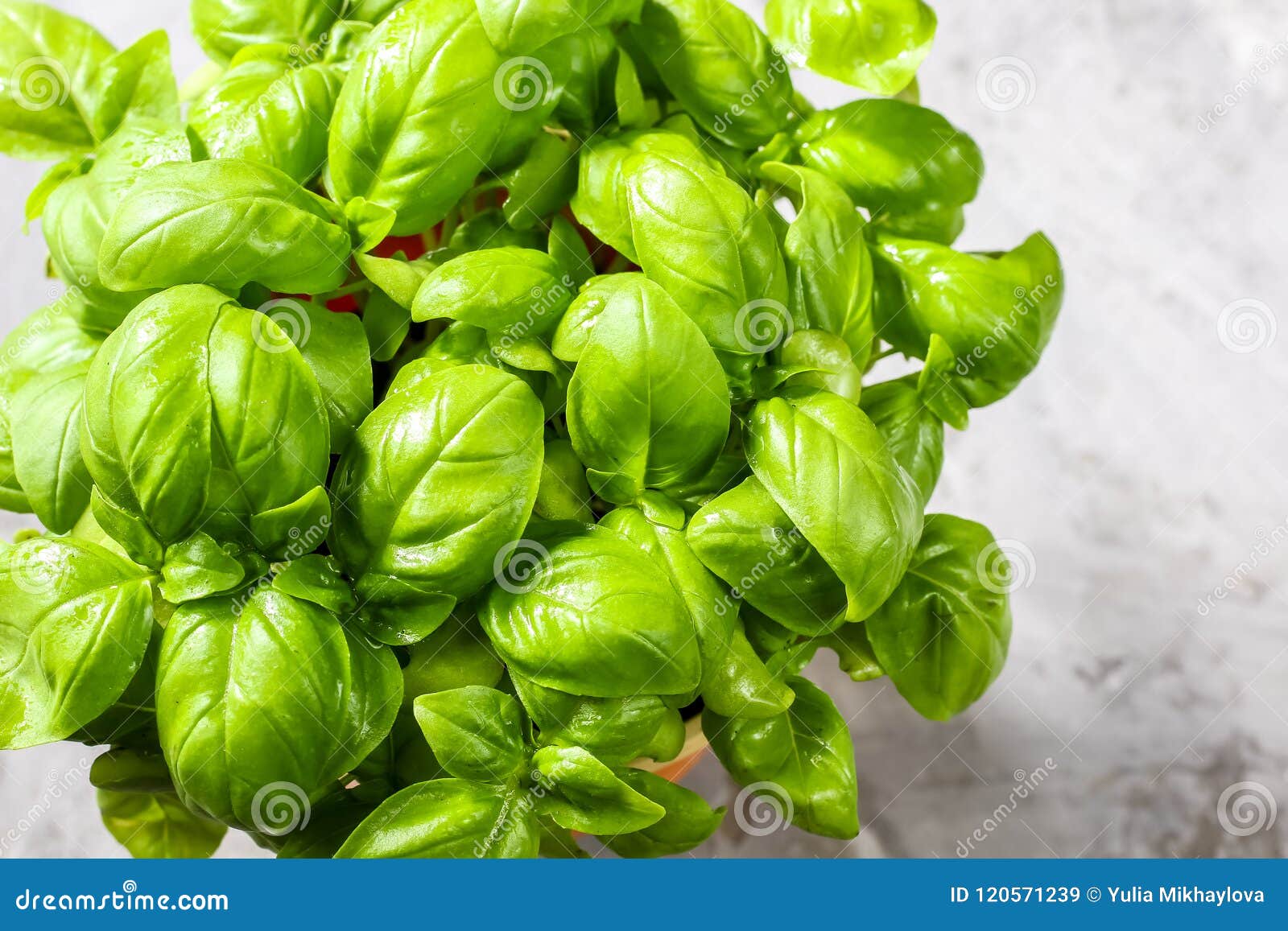 Bunch of Fresh Basil on Concrete Background. Stock Image - Image of ...