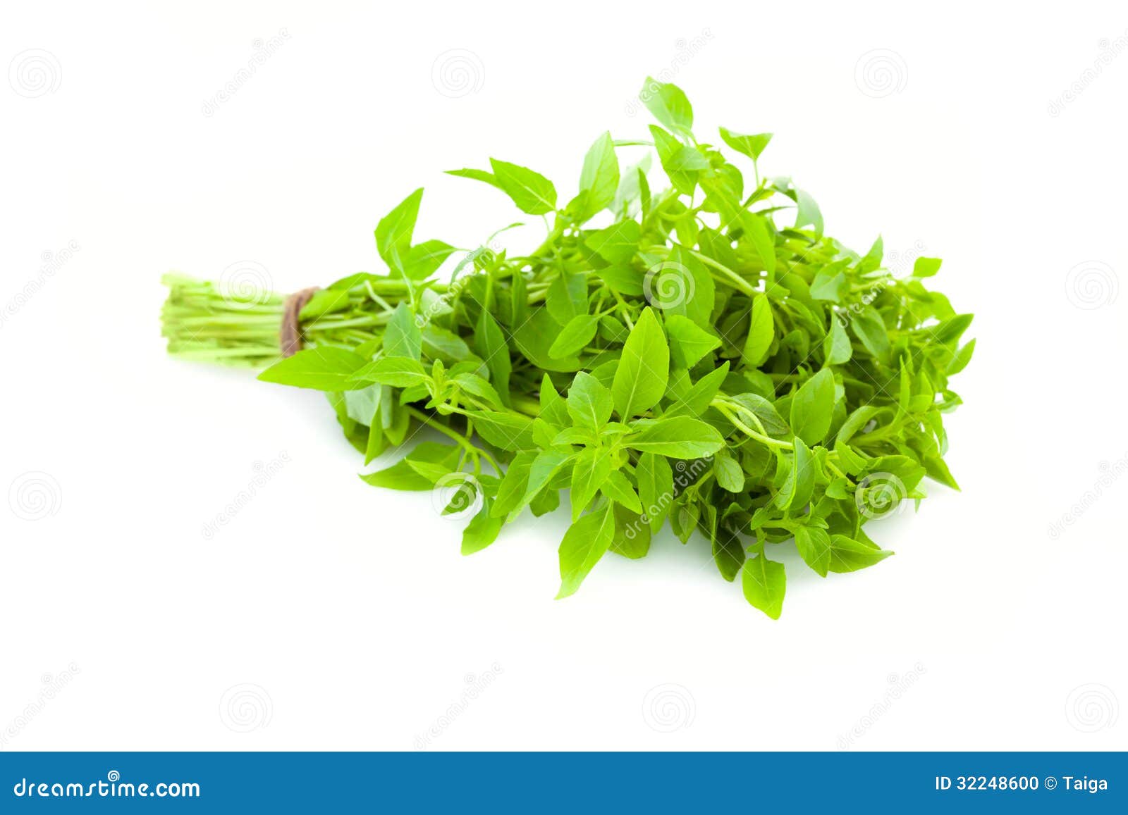 Bunch of Fresh Basil Herb / Isolated Stock Photo - Image of aroma ...