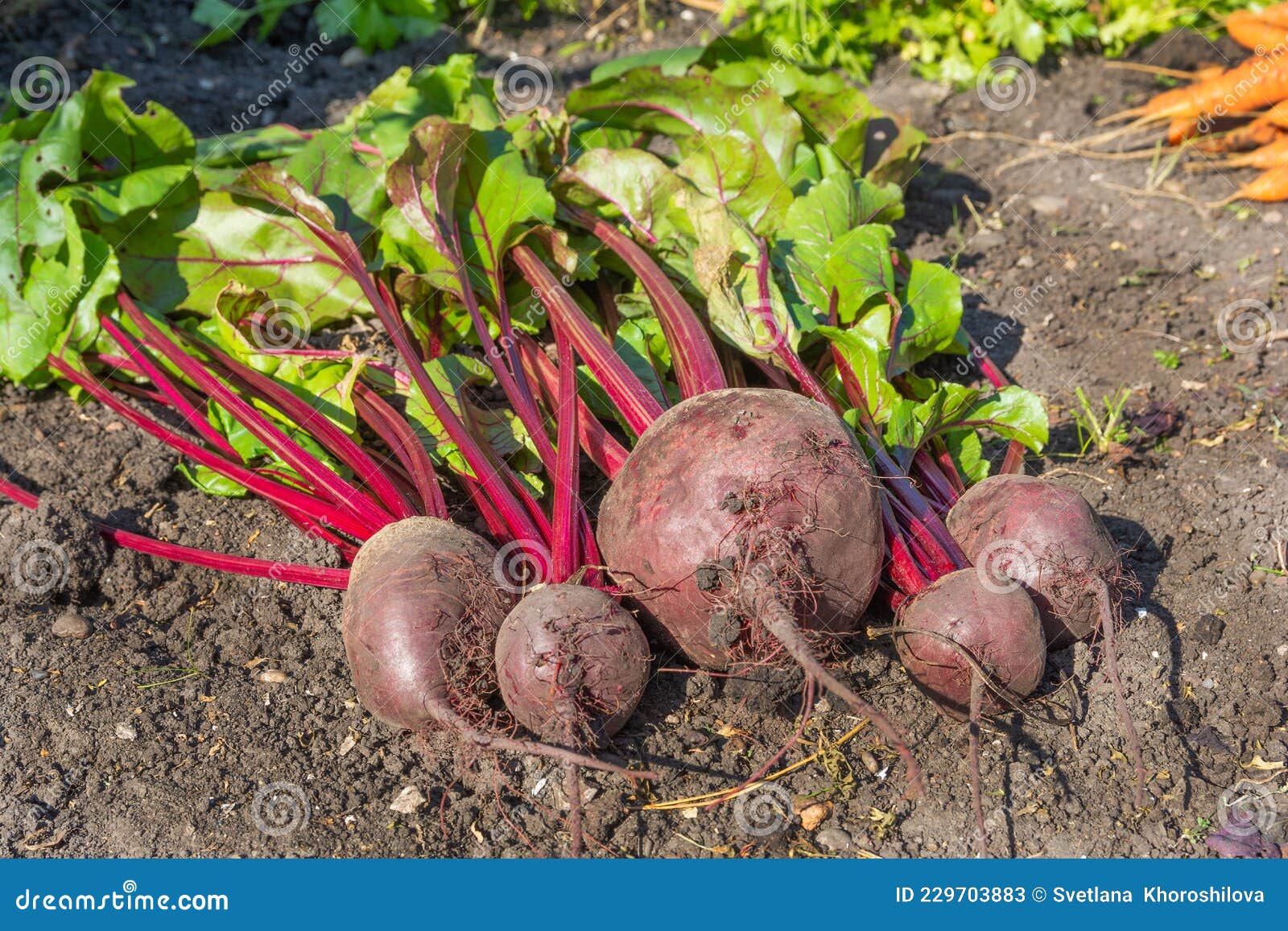 A Bunch of Fresh Beets Dug from the Soil with Leaves Stock Image ...