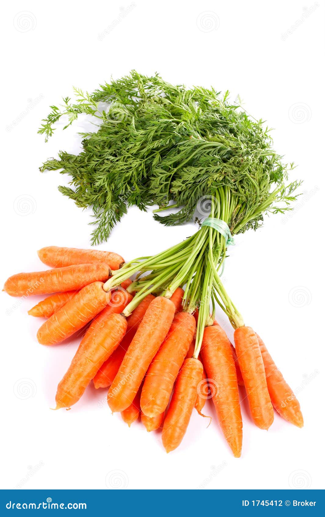 Bunch of fresh carrots stock photo. Image of ingredients - 1745412